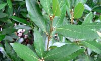 Laurus nobilis - Loureiro - Árvores e Arbustos de Portugal