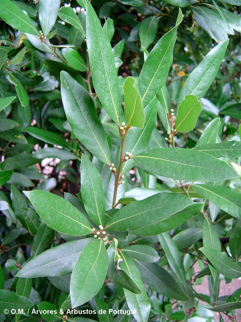 Laurus nobilis - Loureiro - Árvores e Arbustos de Portugal