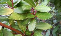 Laurus nobilis - Loureiro - Árvores e Arbustos de Portugal