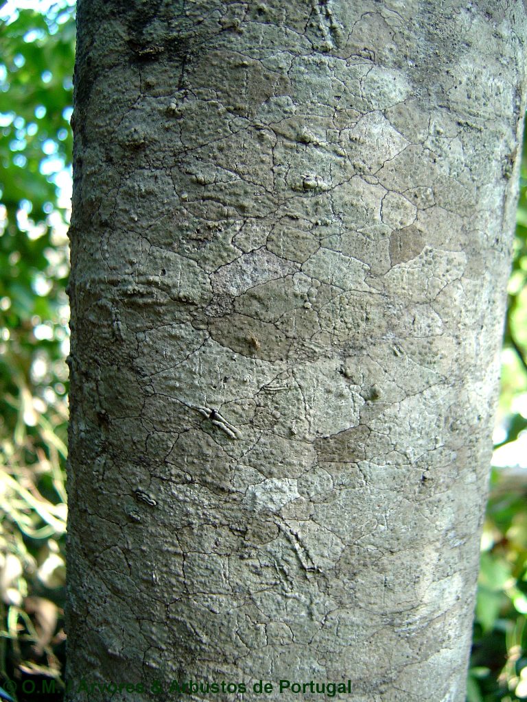 Laurus nobilis - Loureiro - Árvores e Arbustos de Portugal