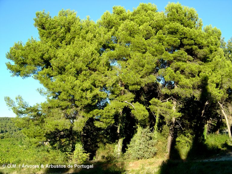 Pinus pinaster - Pinheiro-bravo - Árvores e Arbustos de Portugal