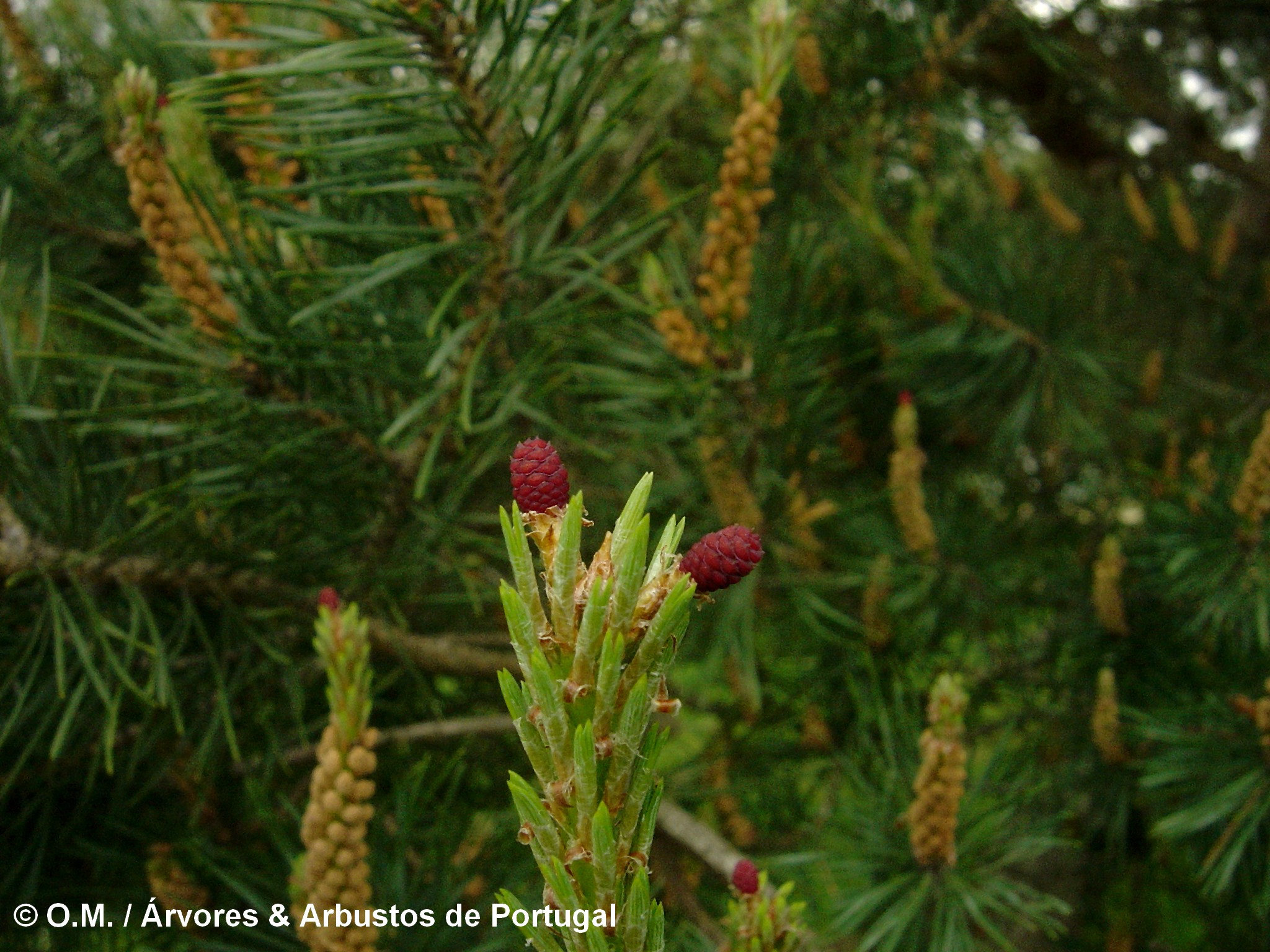 Pinus sylvestris - Pinheiro-silvestre - Árvores e Arbustos de Portugal