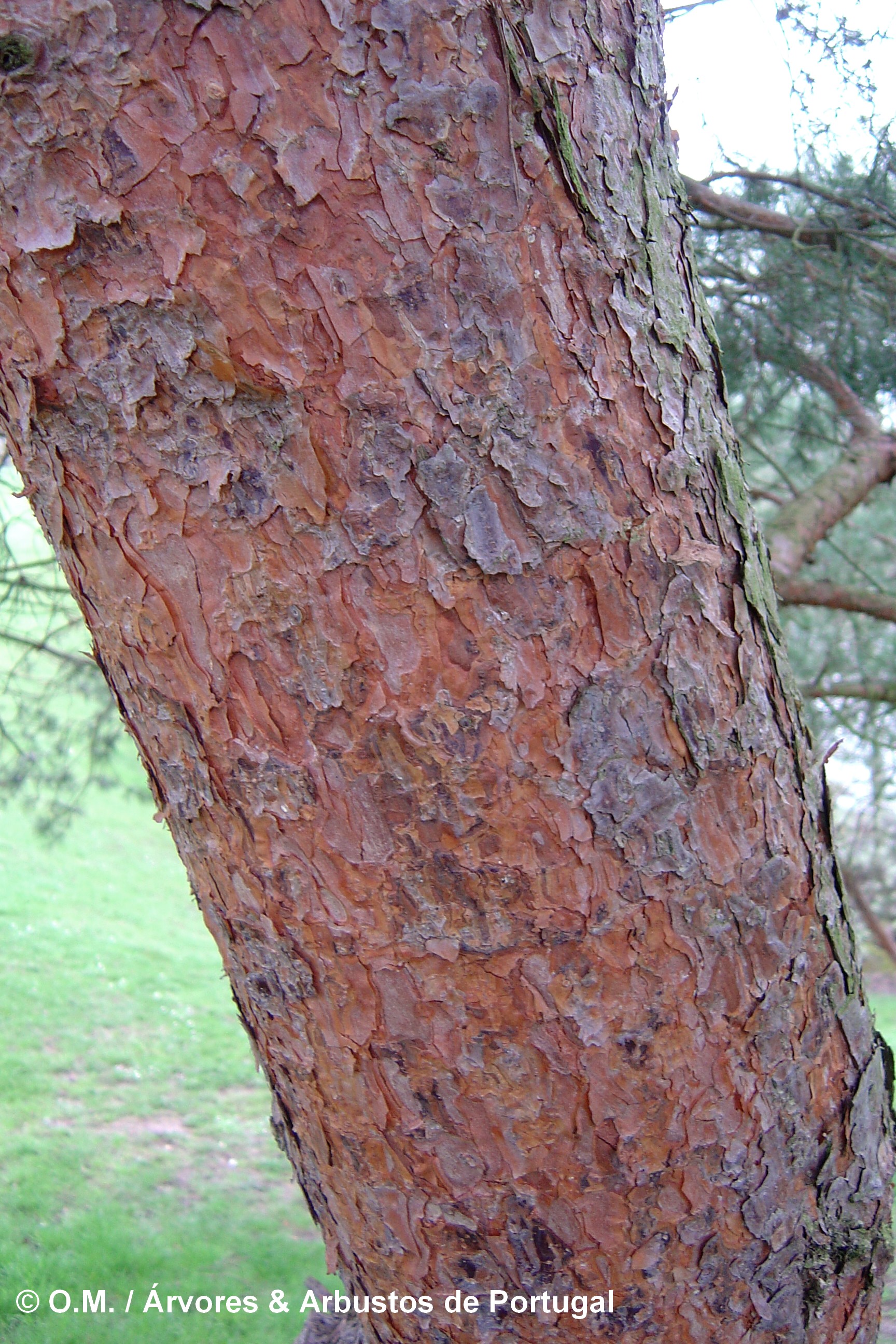 Pinus sylvestris - Pinheiro-silvestre - Árvores e Arbustos de Portugal