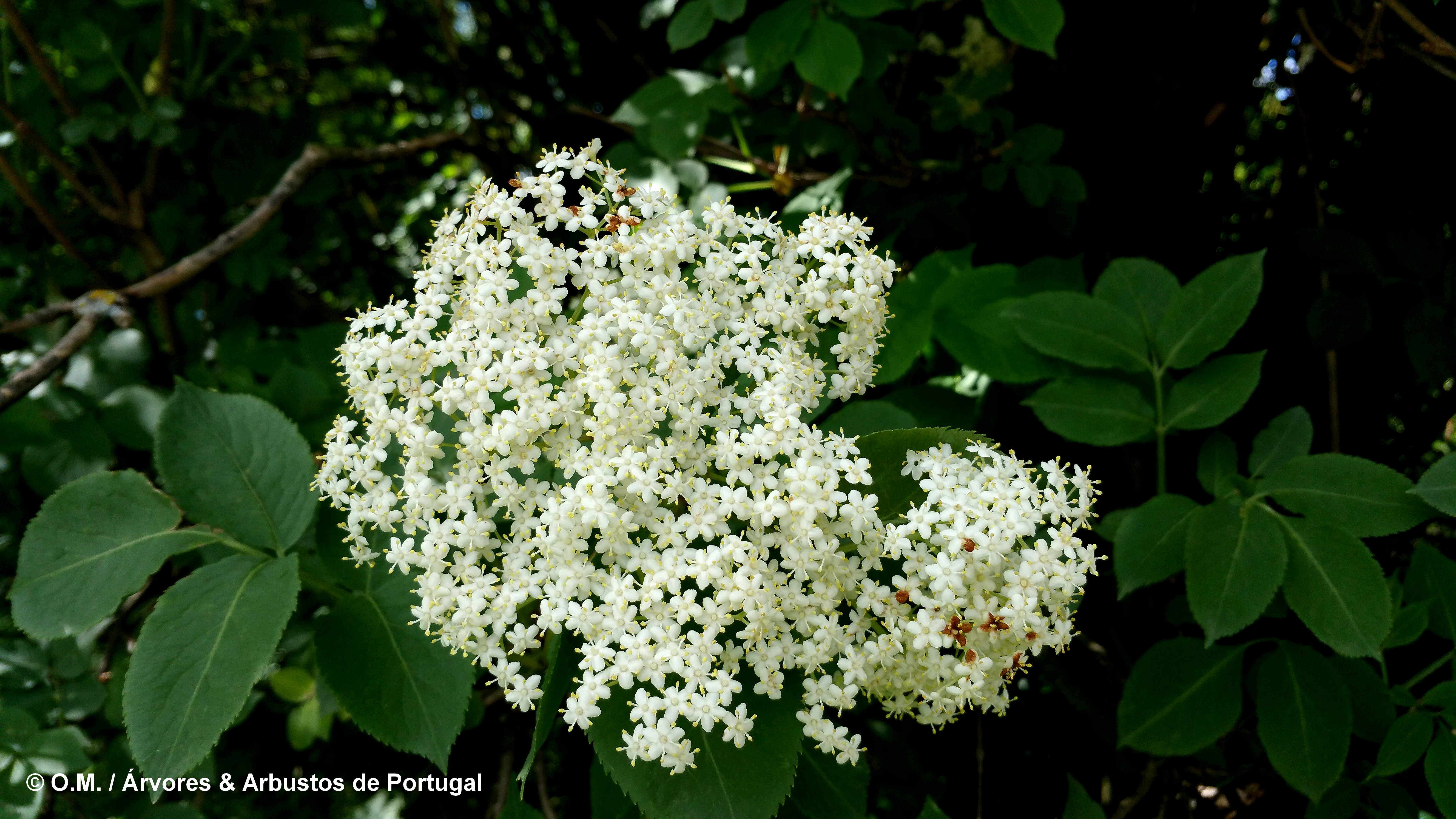 Sambucus nigra - Sabugueiro - Árvores e Arbustos de Portugal