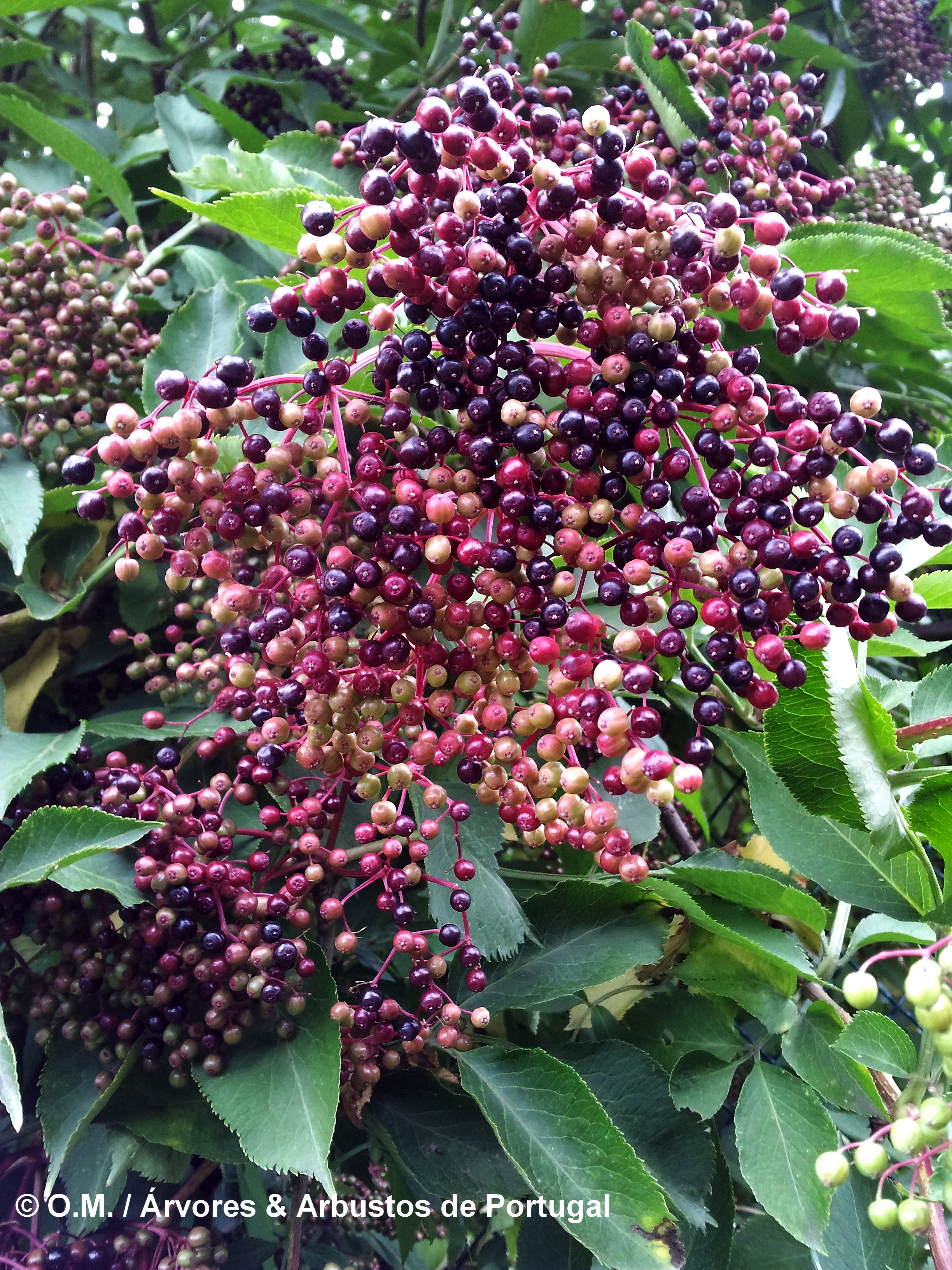 Sambucus nigra - Sabugueiro - Árvores e Arbustos de Portugal