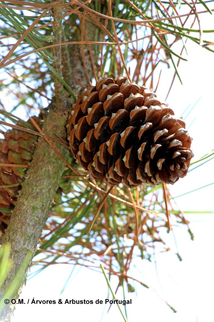 Pinus pinaster - Pinheiro-bravo - Árvores e Arbustos de Portugal