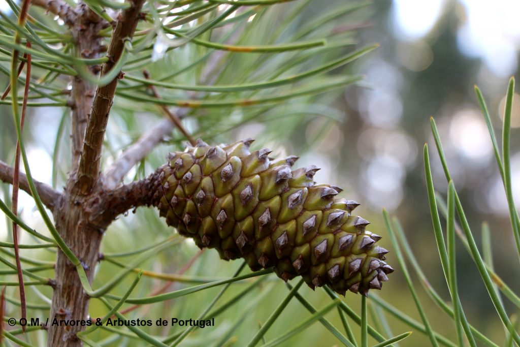 Pinus pinaster - Pinheiro-bravo - Árvores e Arbustos de Portugal