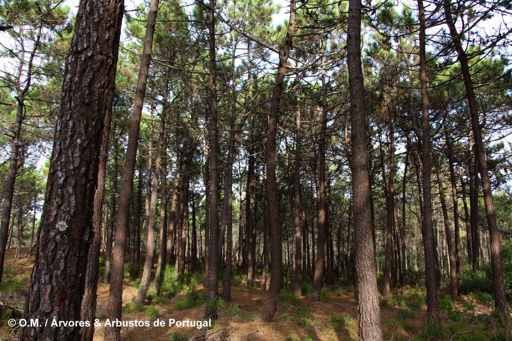 Pinus pinaster - Pinheiro-bravo - Árvores e Arbustos de Portugal