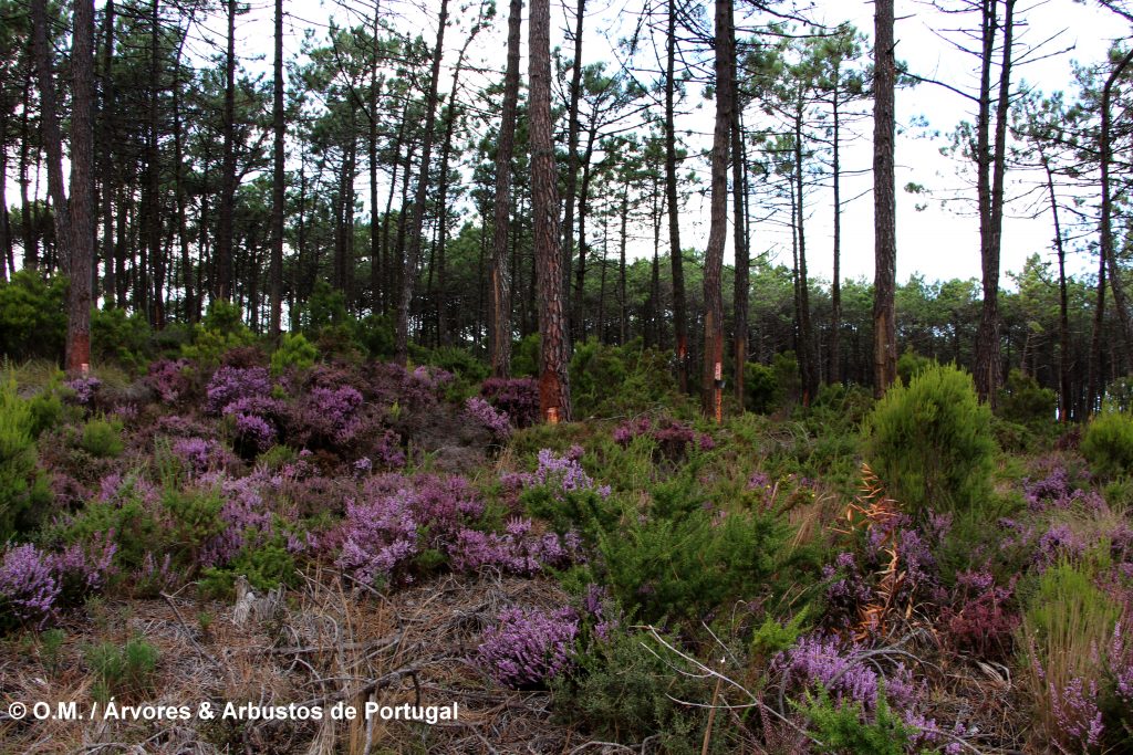 Pinus pinaster - Pinheiro-bravo - Árvores e Arbustos de Portugal