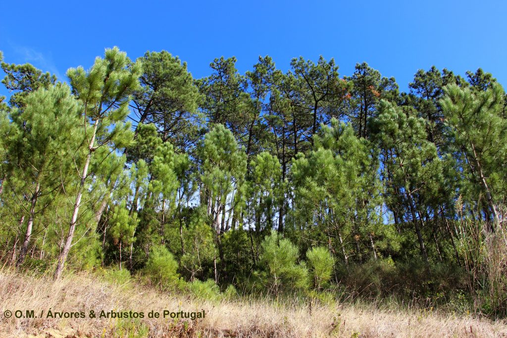 Pinus pinaster - Pinheiro-bravo - Árvores e Arbustos de Portugal
