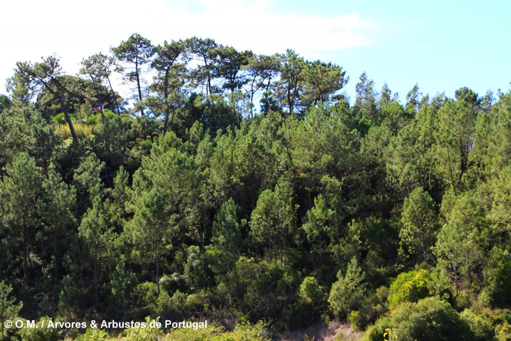 Pinus pinaster - Pinheiro-bravo - Árvores e Arbustos de Portugal