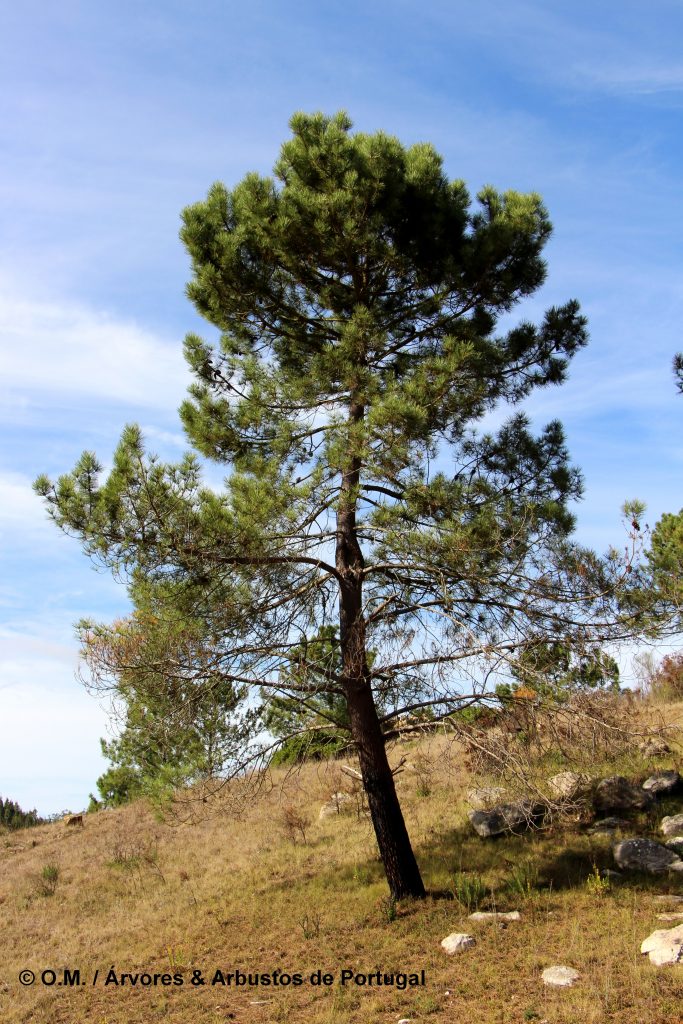 Pinus pinaster - Pinheiro-bravo - Árvores e Arbustos de Portugal