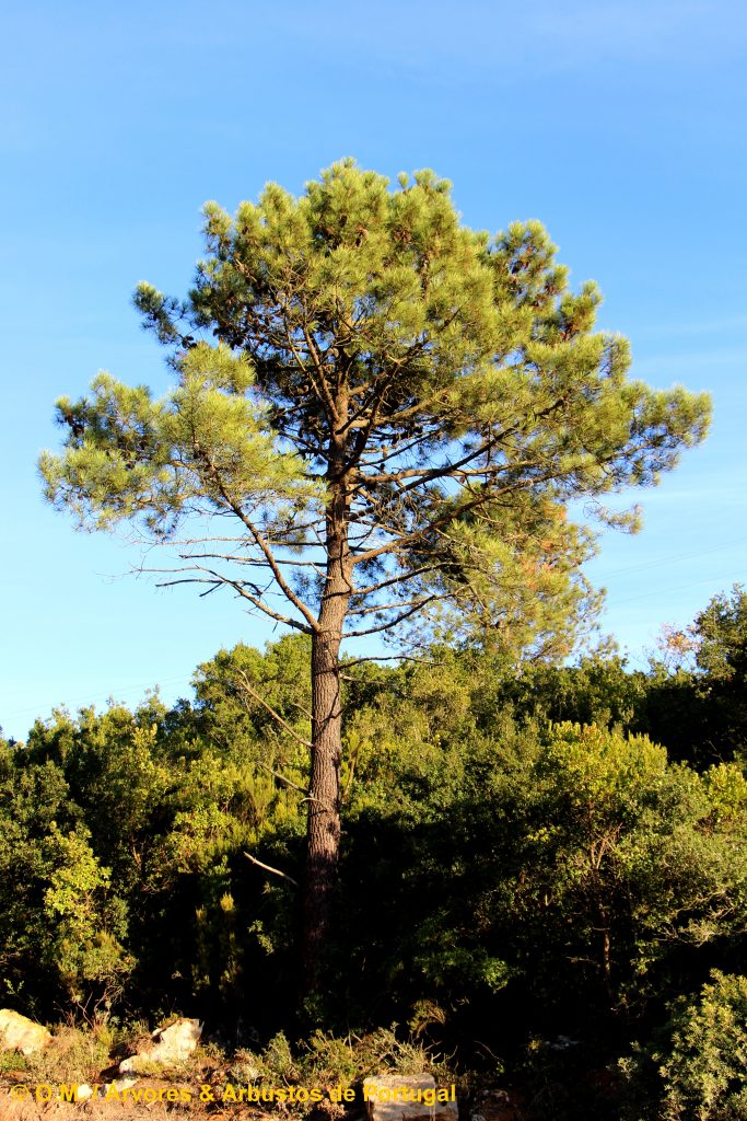 Pinus pinaster - Pinheiro-bravo - Árvores e Arbustos de Portugal