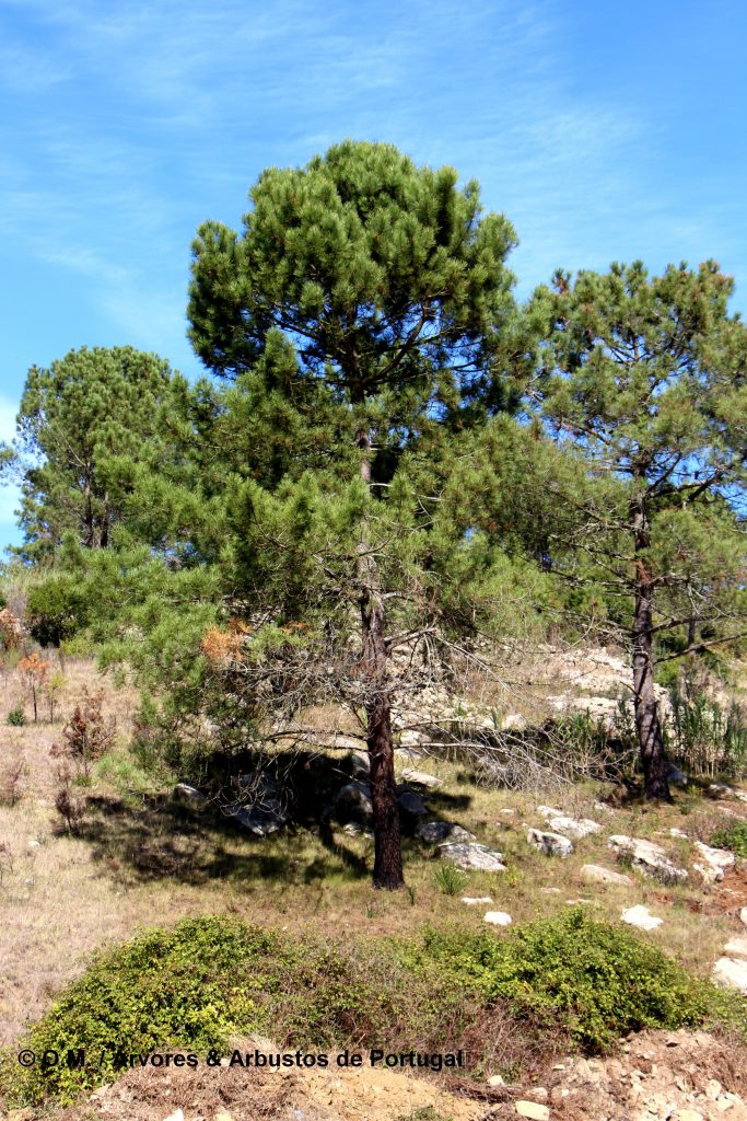Pinus pinaster - Pinheiro-bravo - Árvores e Arbustos de Portugal