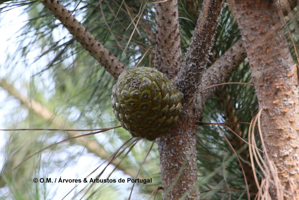 Pinus pinea - Pinheiro-manso - Árvores e Arbustos de Portugal