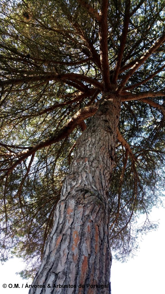 Pinus pinea - Pinheiro-manso - Árvores e Arbustos de Portugal