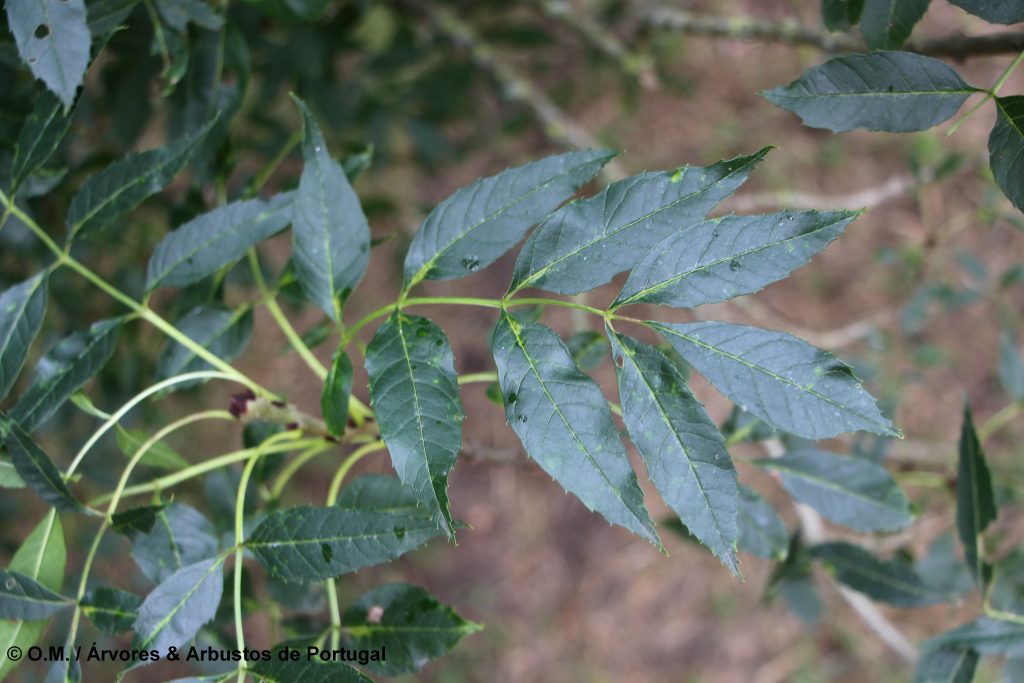 Fraxinus angustifolia - Freixo-de-folhas-estreitas - Árvores e Arbustos ...