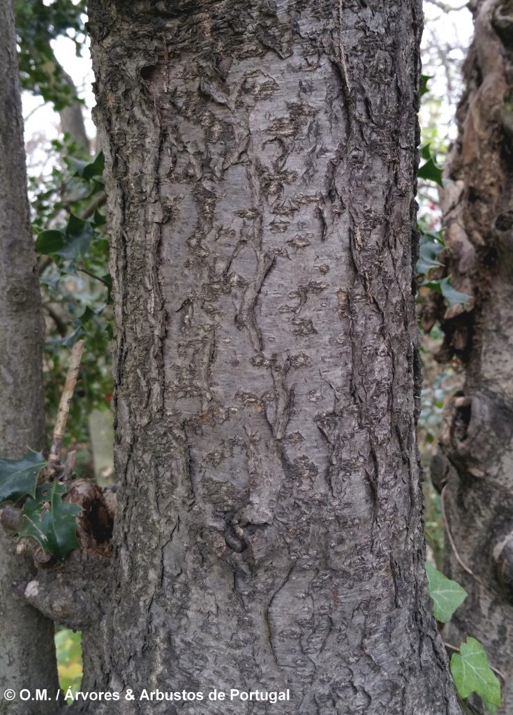 Ilex aquifolium - Azevinho, Zebro - Árvores e Arbustos de Portugal