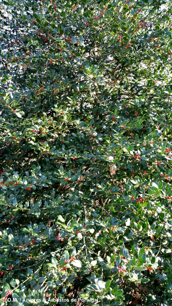 Ilex aquifolium - Azevinho, Zebro - Árvores e Arbustos de Portugal