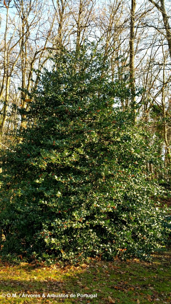 Ilex aquifolium - Azevinho, Zebro - Árvores e Arbustos de Portugal