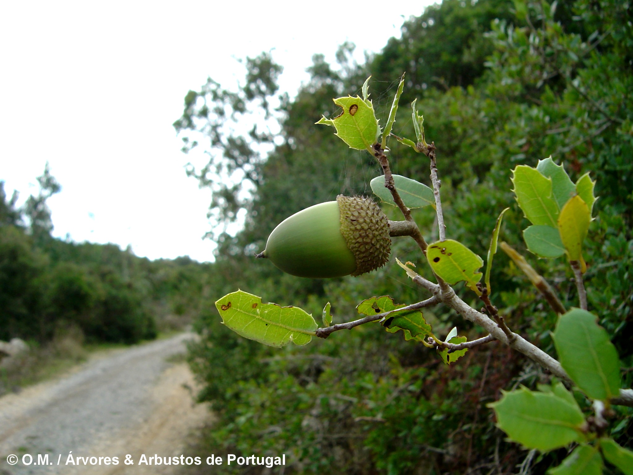 Quercus coccifera - Carrasco - Árvores e Arbustos de Portugal