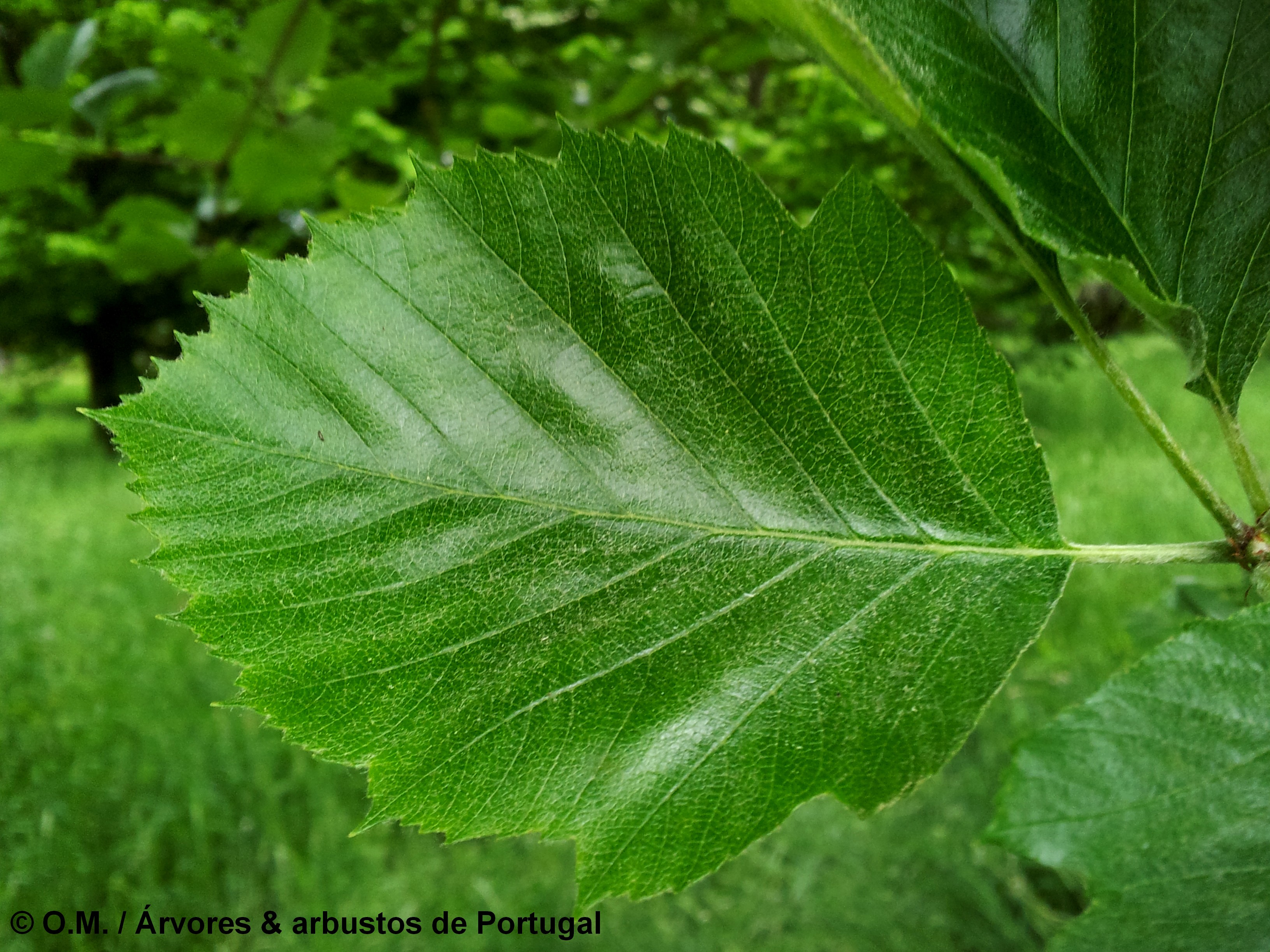 Sorbus latifolia - Mostajeiro-de-folhas-largas