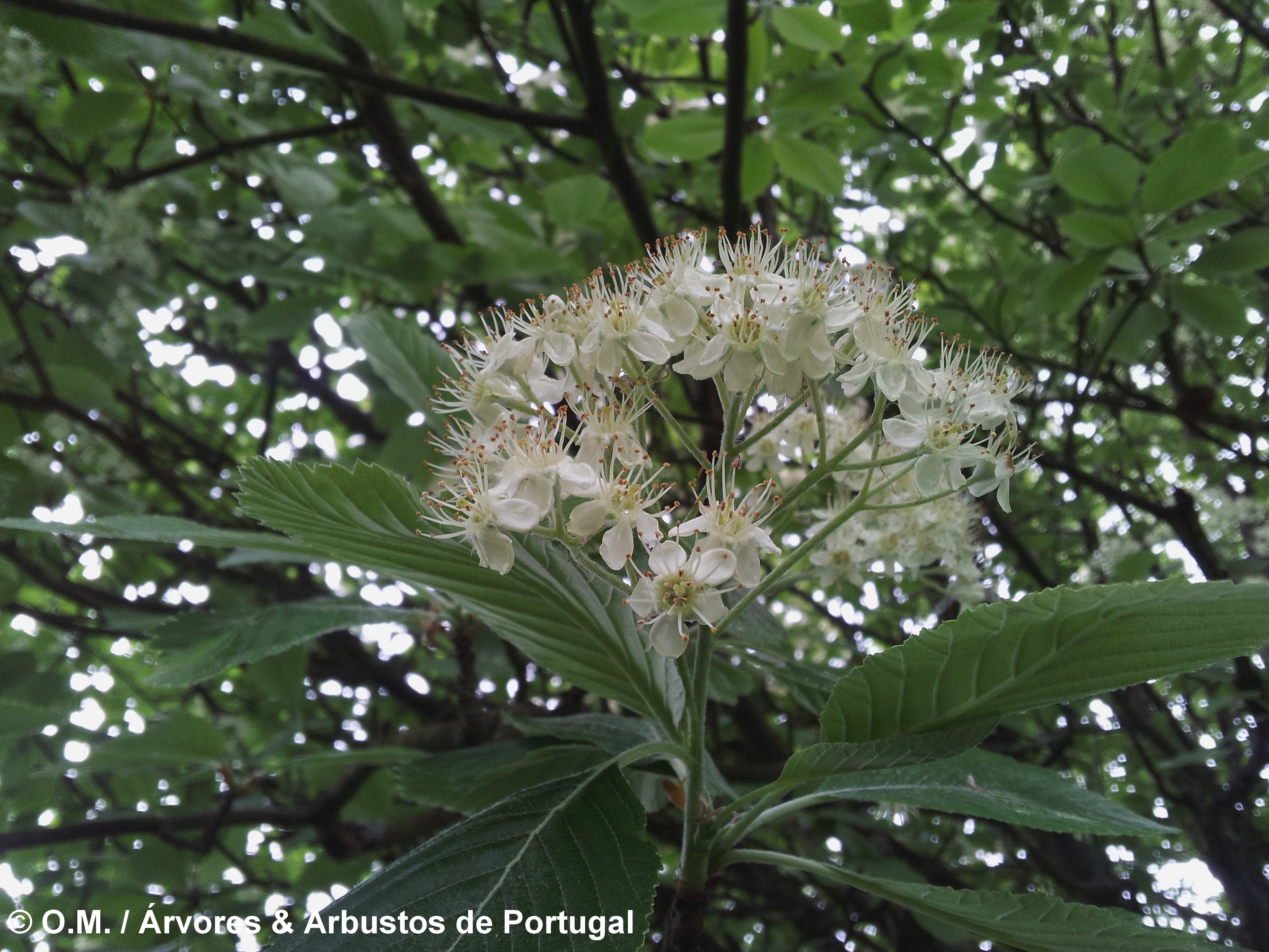 Sorbus aria - Mostajeiro-branco - Árvores e Arbustos de Portugal