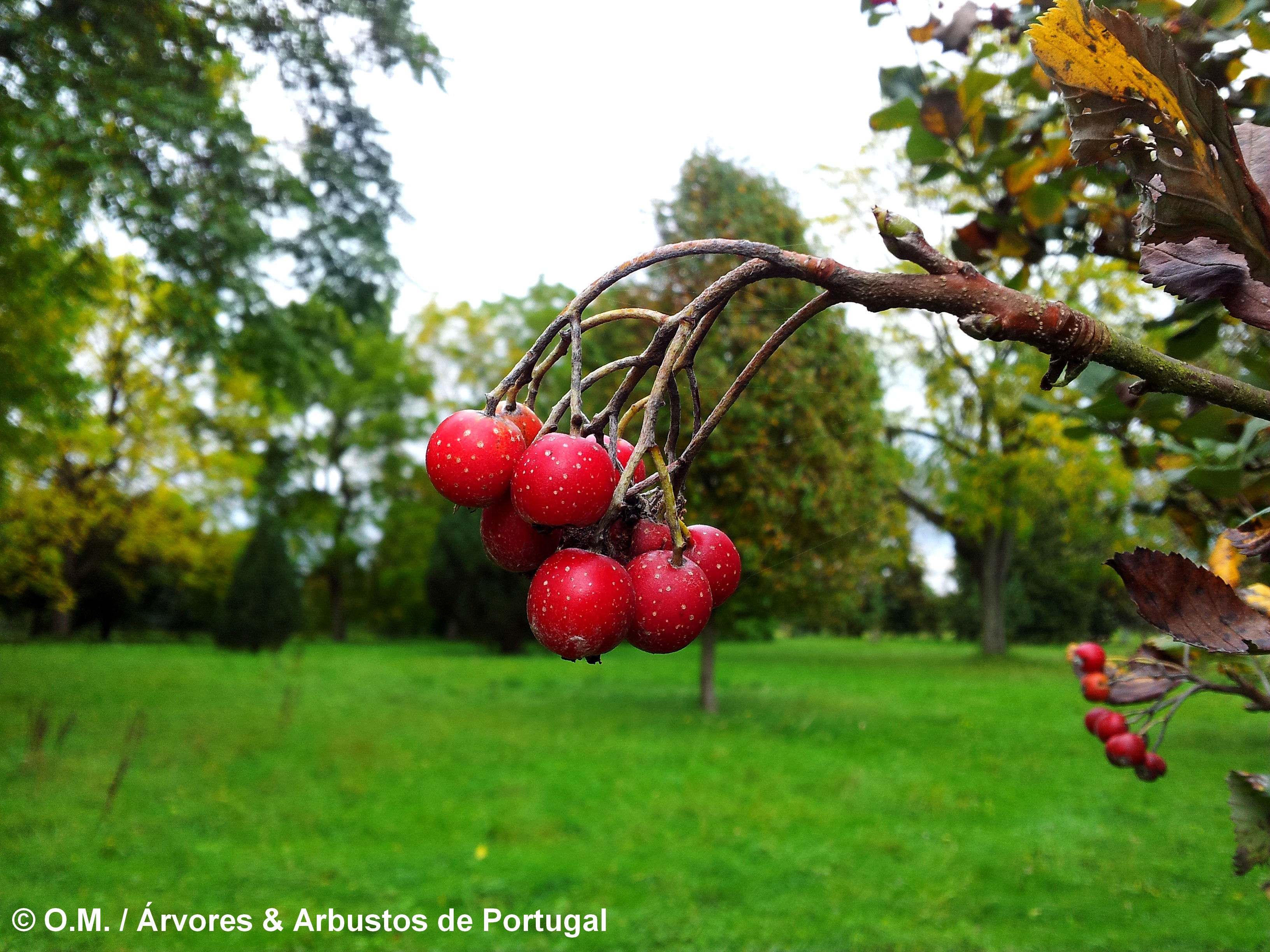 Sorbus aria - Mostajeiro-branco - Árvores e Arbustos de Portugal