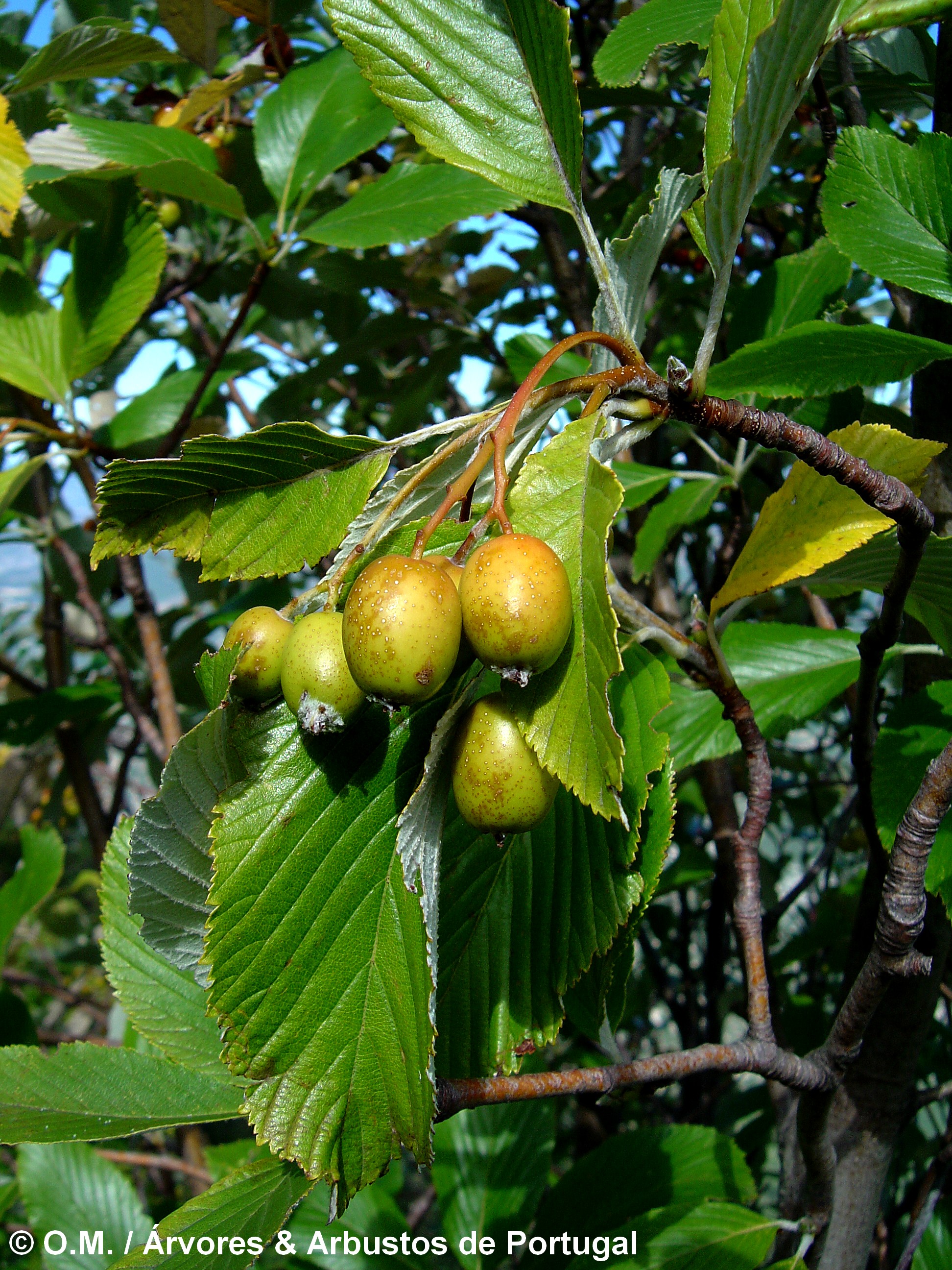 Sorbus aria - Mostajeiro-branco - Árvores e Arbustos de Portugal