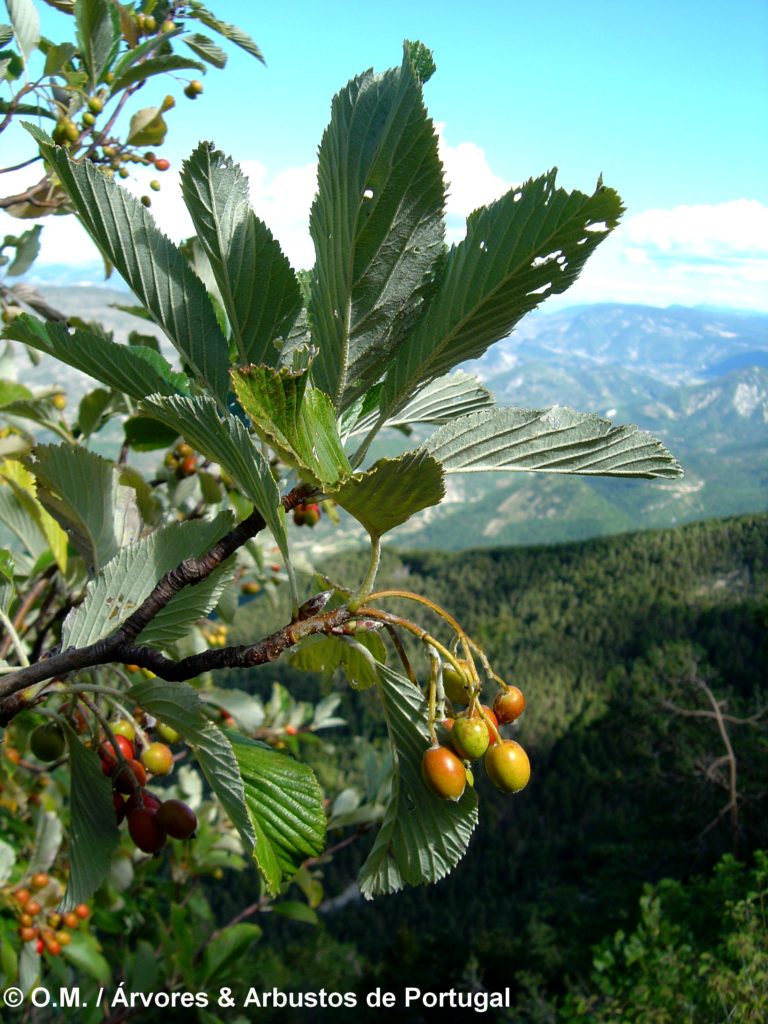 Sorbus aria - Mostajeiro-branco - Árvores e Arbustos de Portugal
