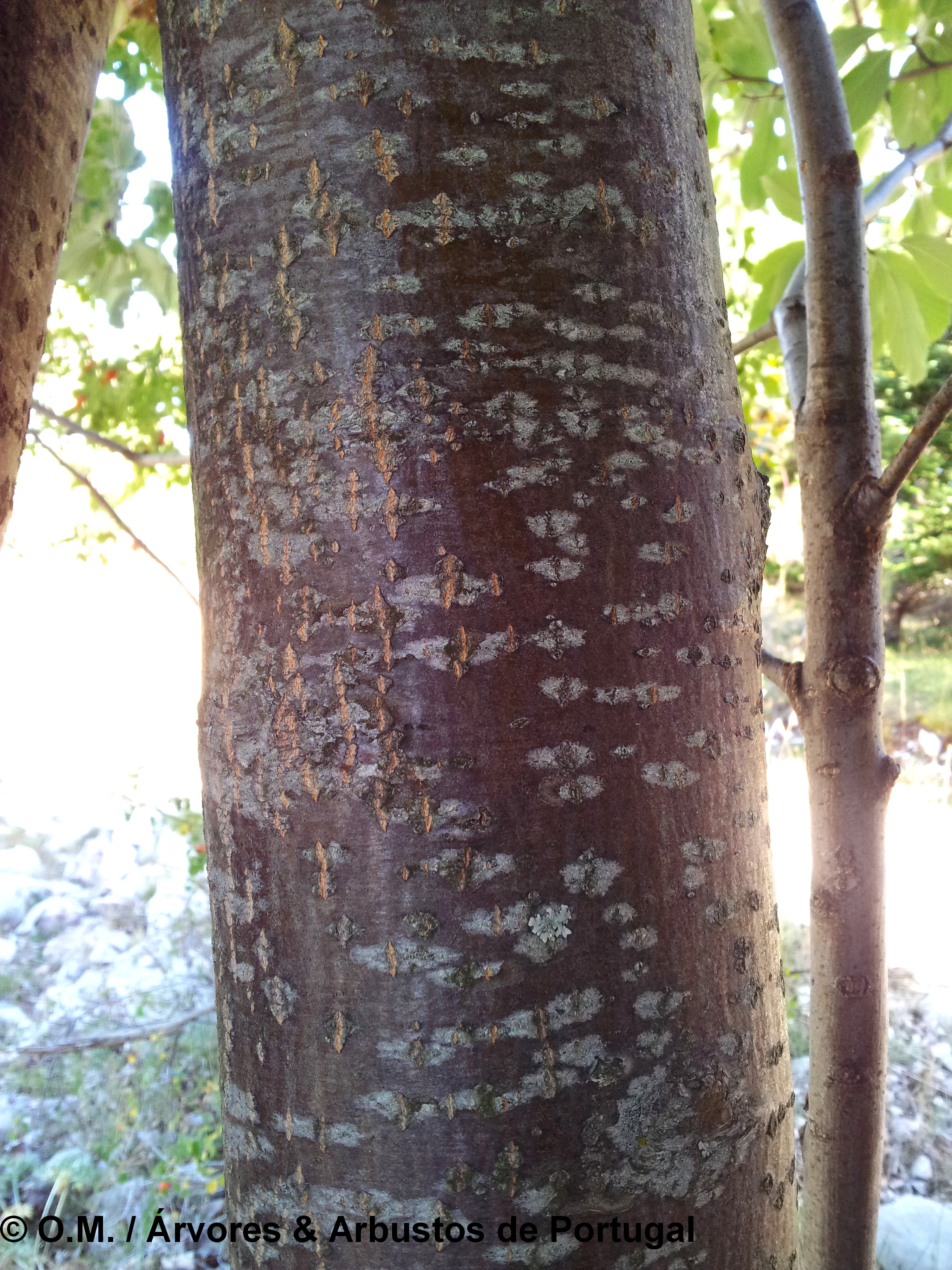 Sorbus aria - Mostajeiro-branco - Árvores e Arbustos de Portugal