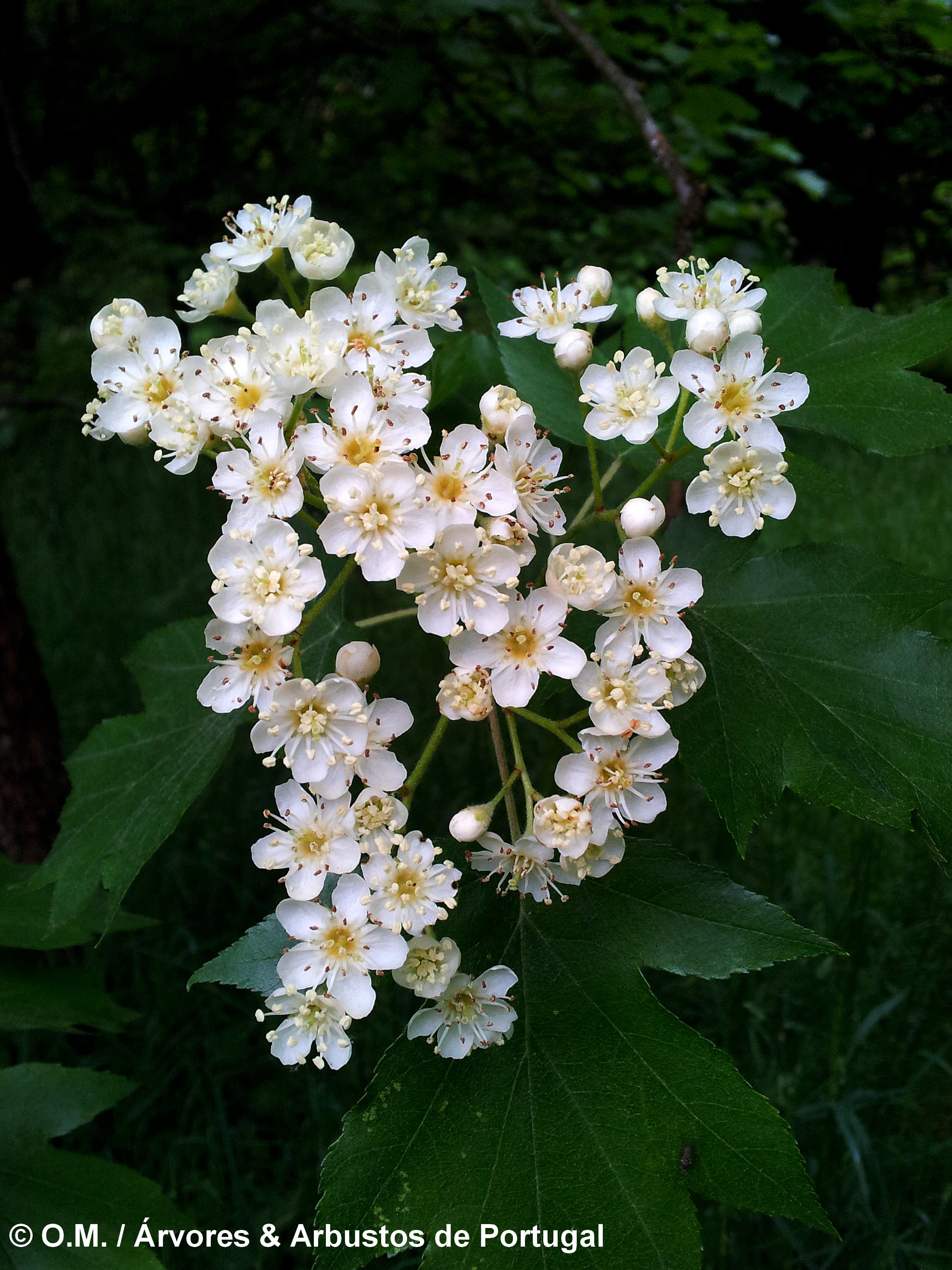 Sorbus torminalis - Mostajeiro - Árvores e Arbustos de Portugal