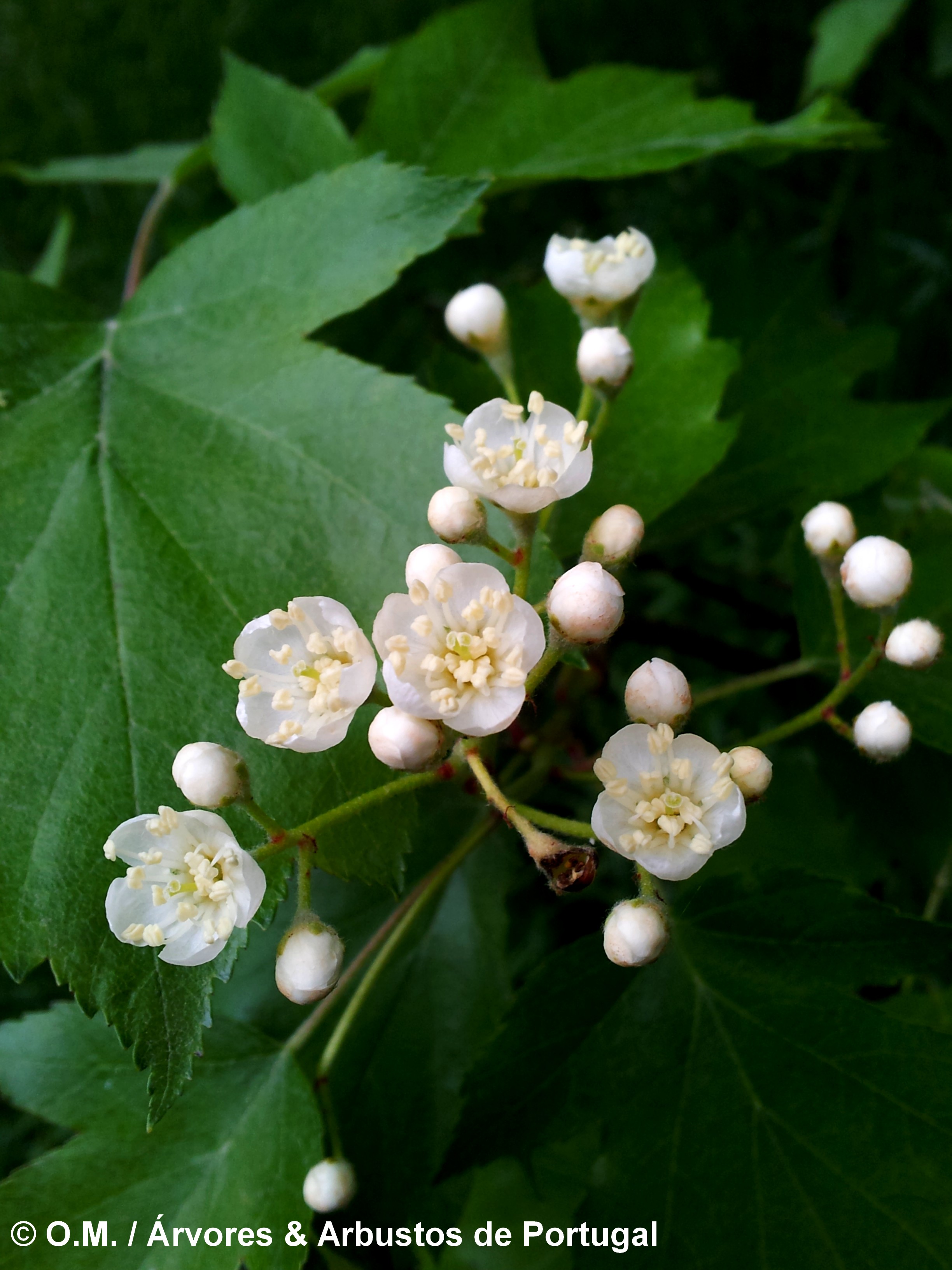 Sorbus torminalis - Mostajeiro - Árvores e Arbustos de Portugal