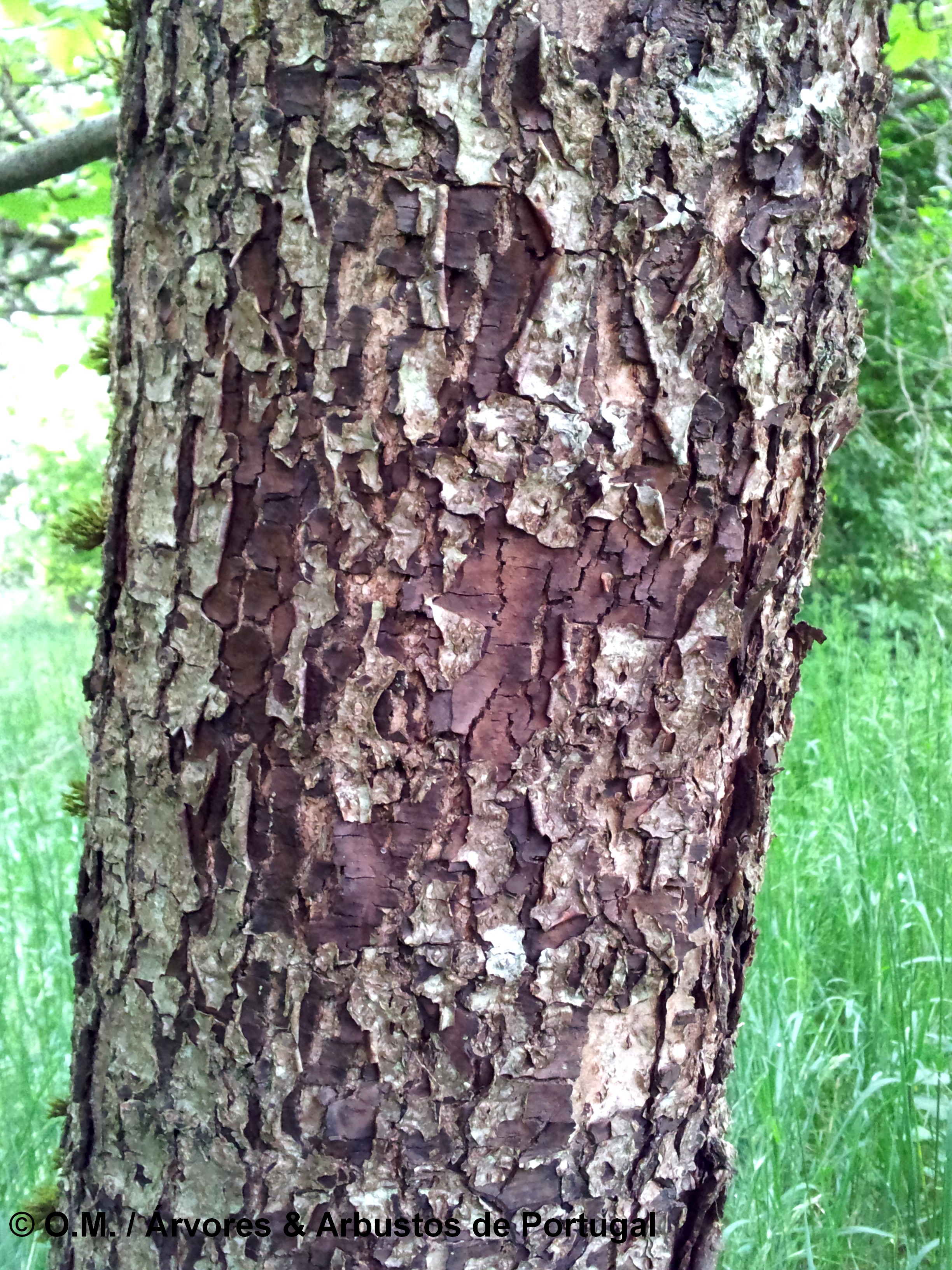 Sorbus torminalis - Mostajeiro - Árvores e Arbustos de Portugal