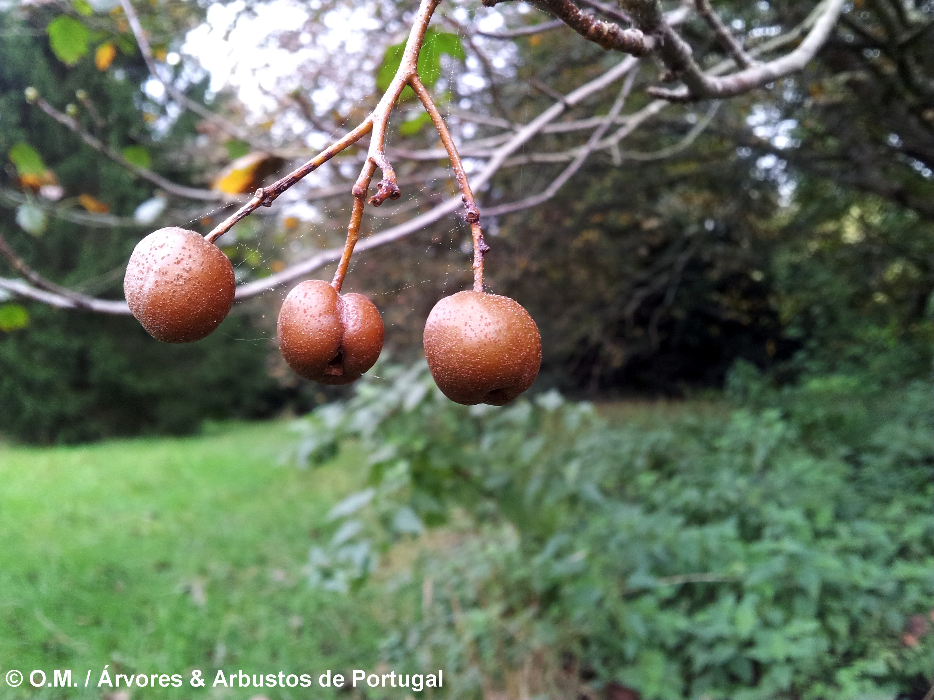 Sorbus torminalis - Mostajeiro - Árvores e Arbustos de Portugal