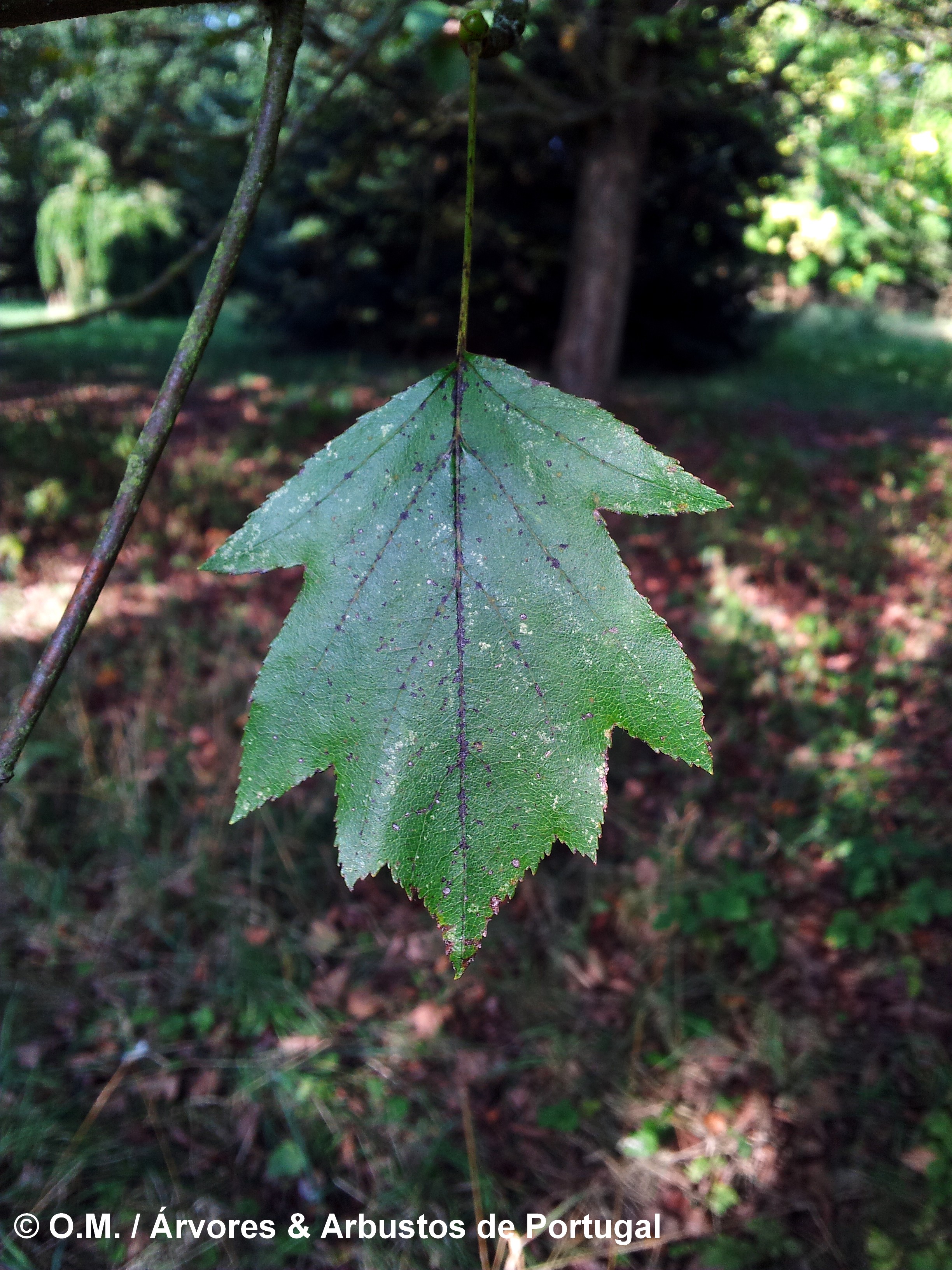 Sorbus torminalis - Mostajeiro - Árvores e Arbustos de Portugal