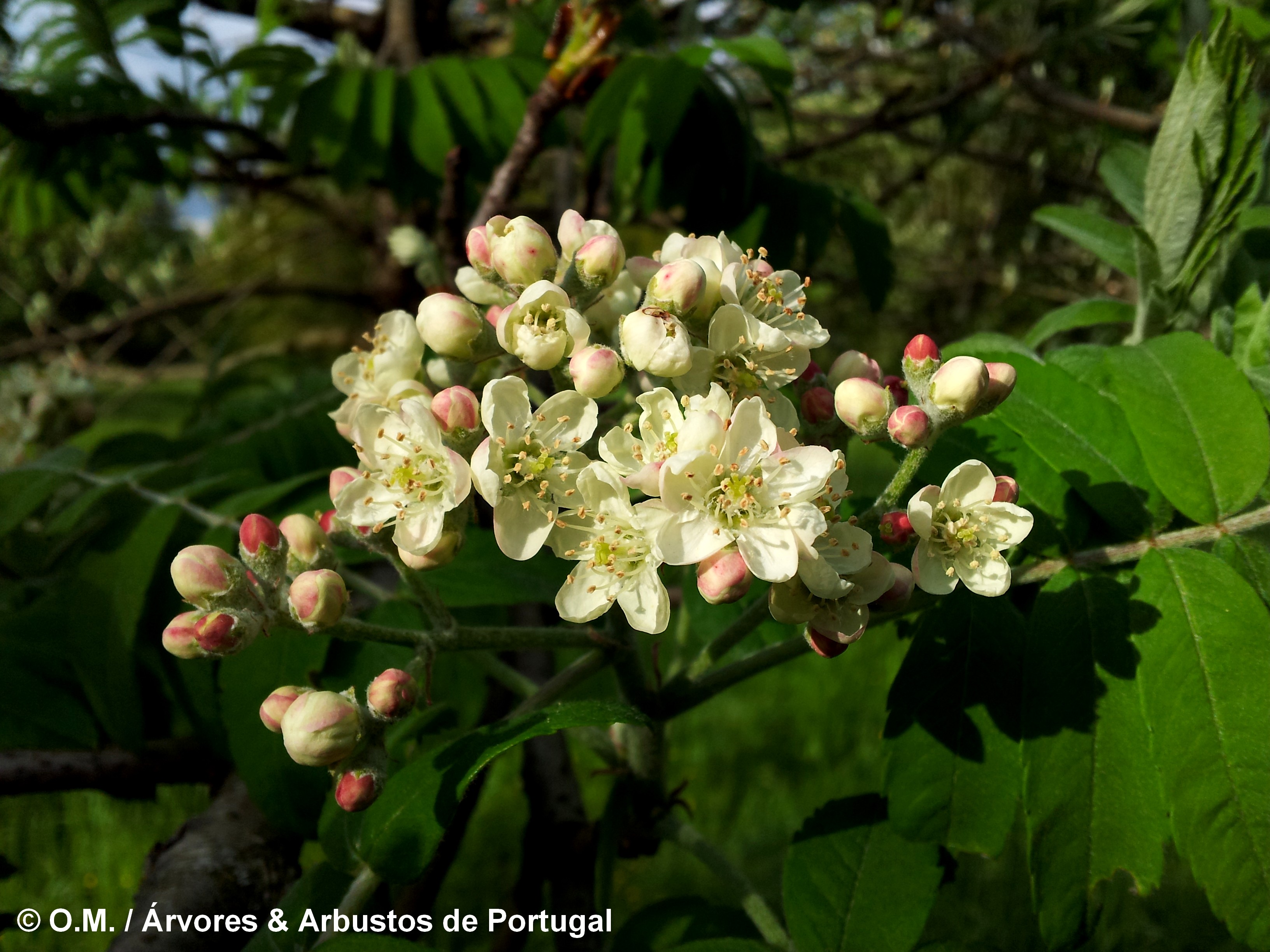 Sorbus domestica - Sorveira - Árvores e Arbustos de Portugal