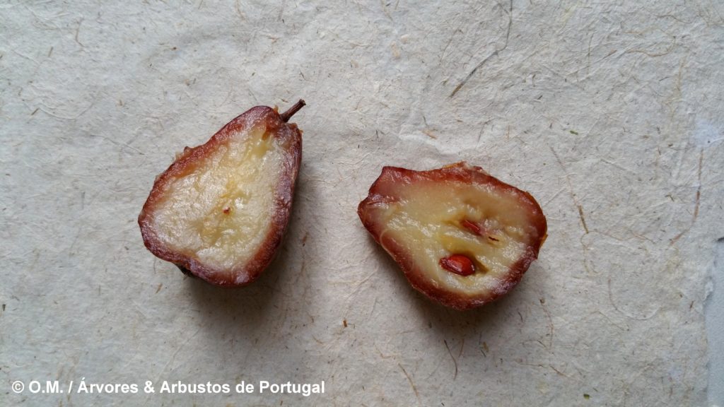 Sorbus domestica - Sorveira - Árvores e Arbustos de Portugal