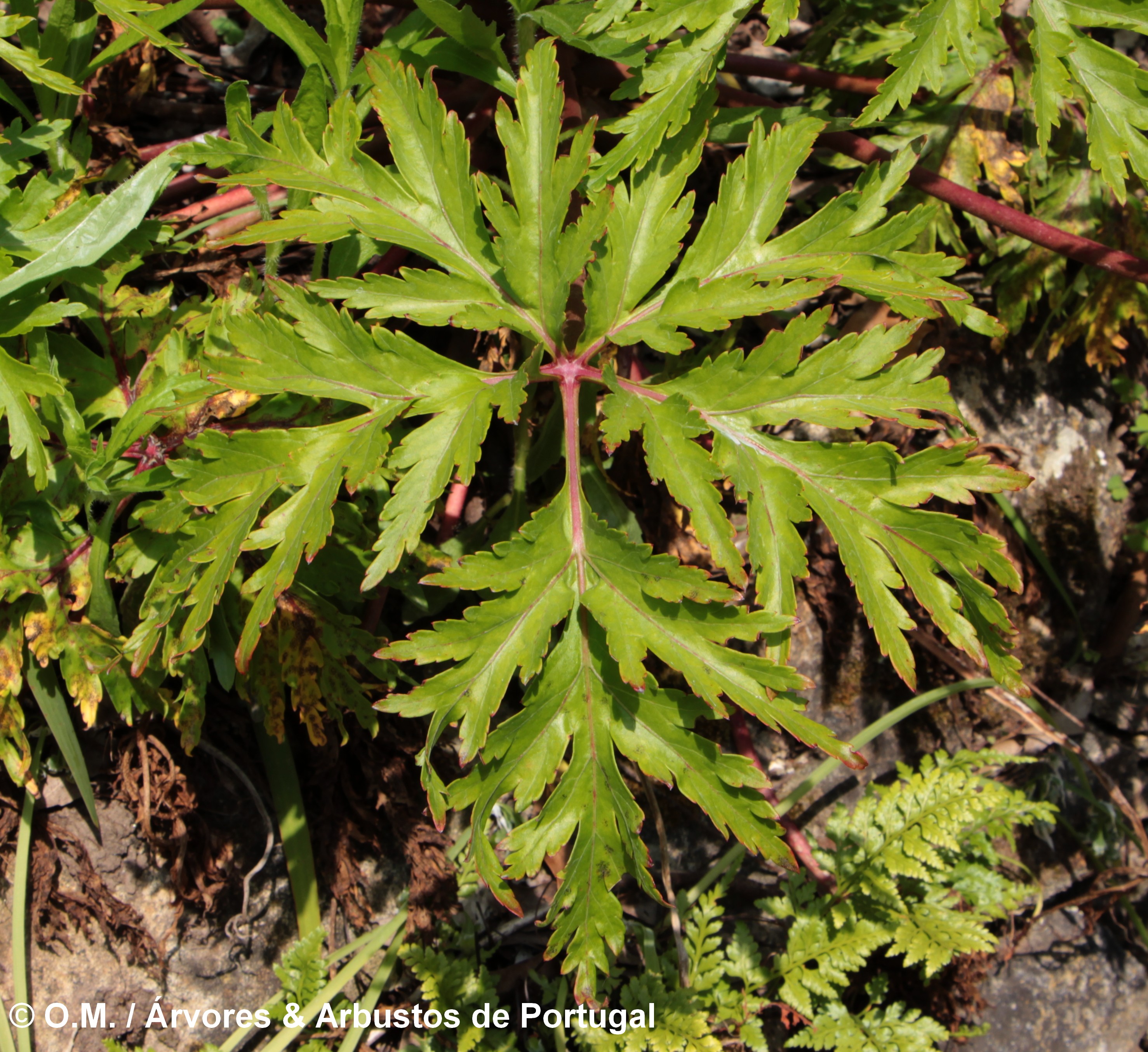 Geranium maderense - Gerânio-da-madeira - Árvores e Arbustos de Portugal