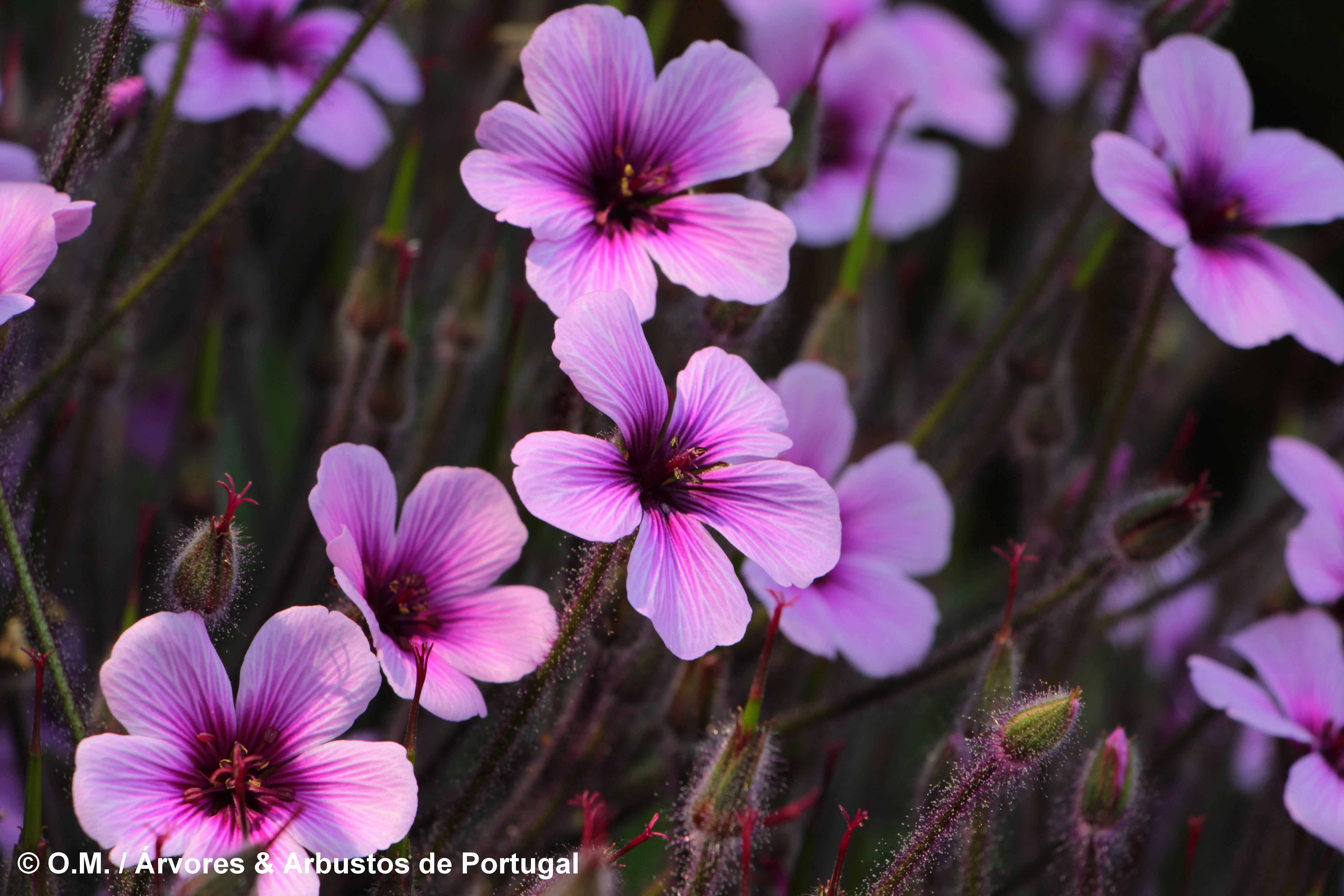 Geranium maderense - Gerânio-da-madeira - Árvores e Arbustos de Portugal