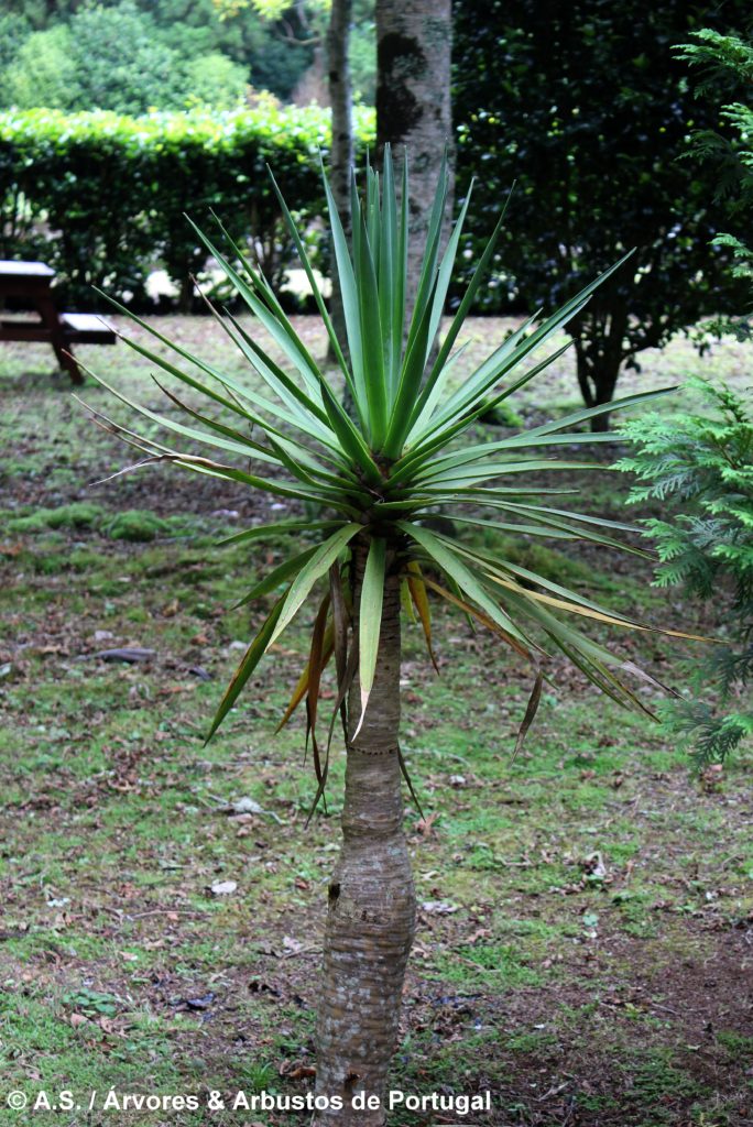 Dracaena draco - Dragoeiro - Árvores e Arbustos de Portugal