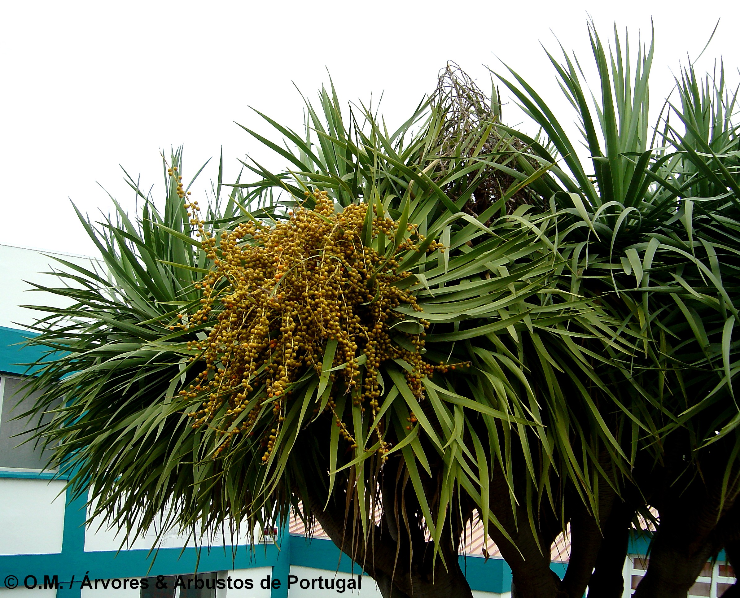 Dracaena draco - Dragoeiro - Árvores e Arbustos de Portugal