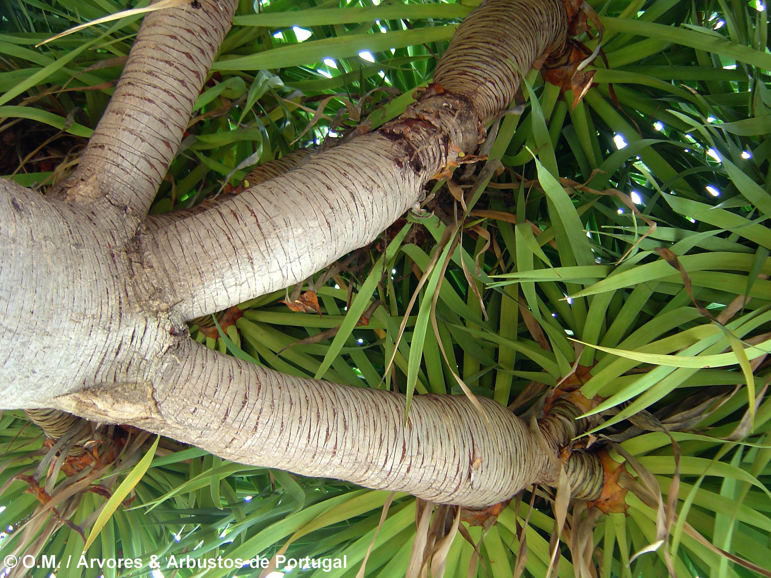Dracaena draco - Dragoeiro - Árvores e Arbustos de Portugal