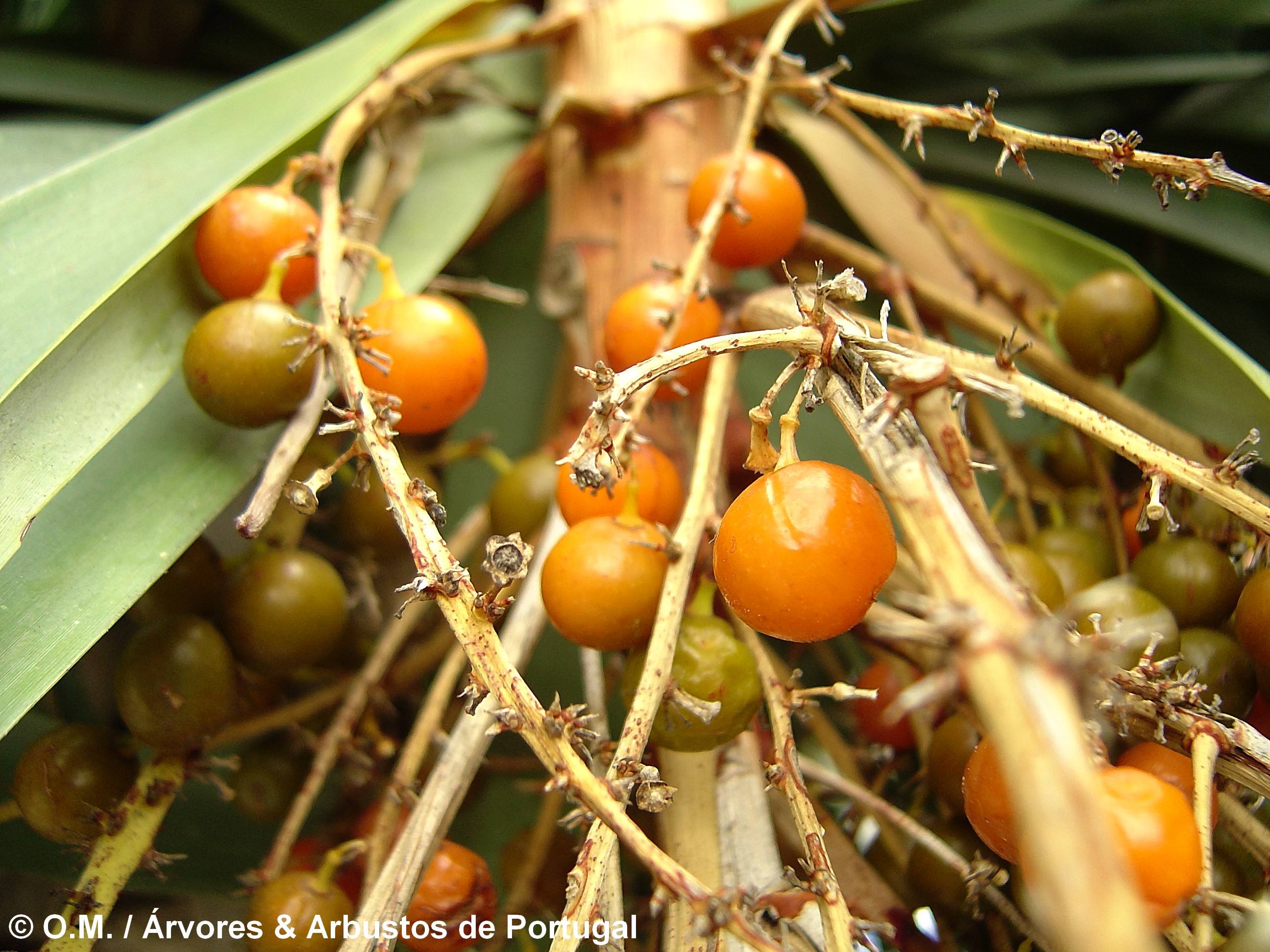 Dracaena draco - Dragoeiro - Árvores e Arbustos de Portugal