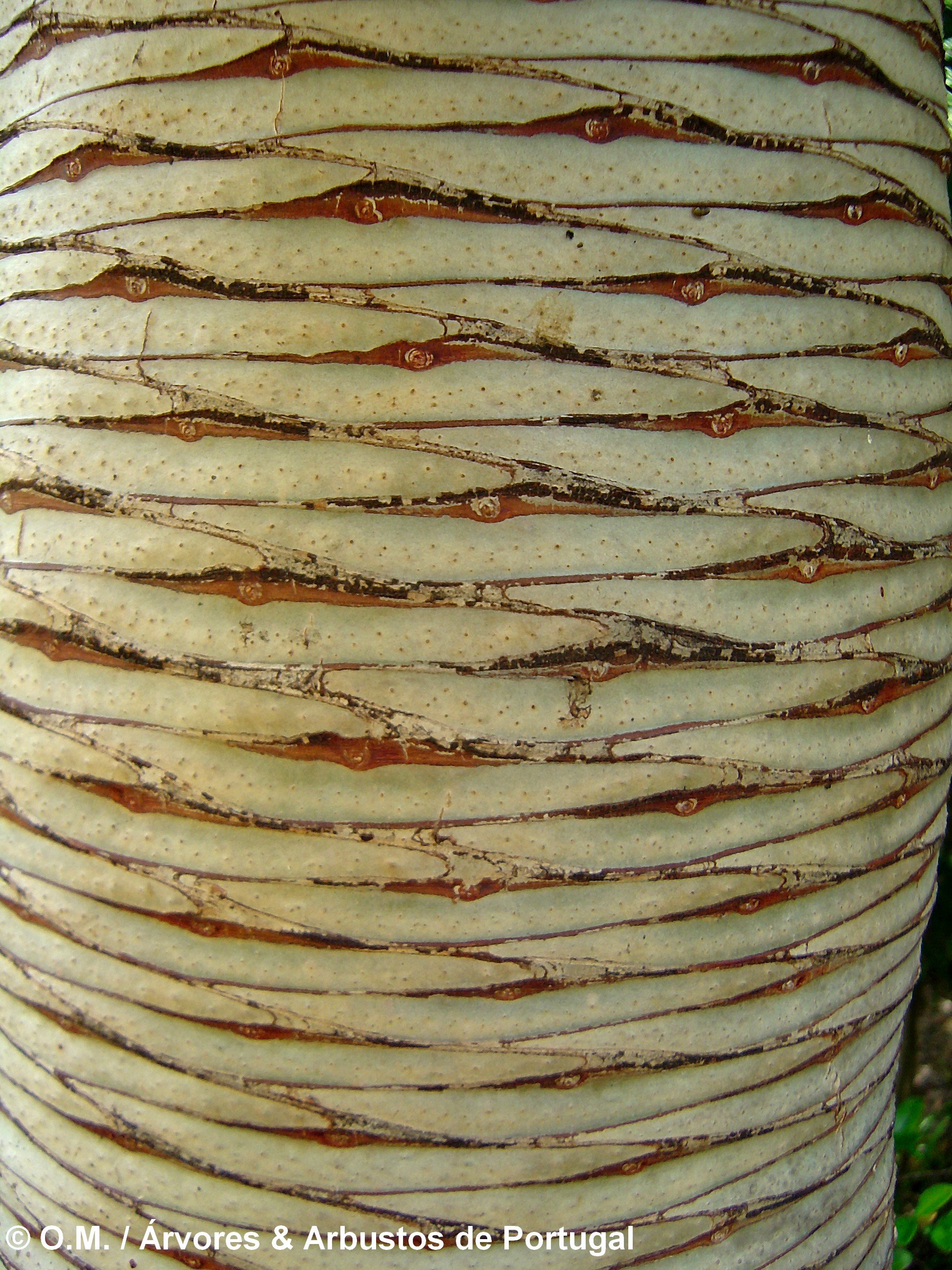 Dracaena draco - Dragoeiro - Árvores e Arbustos de Portugal