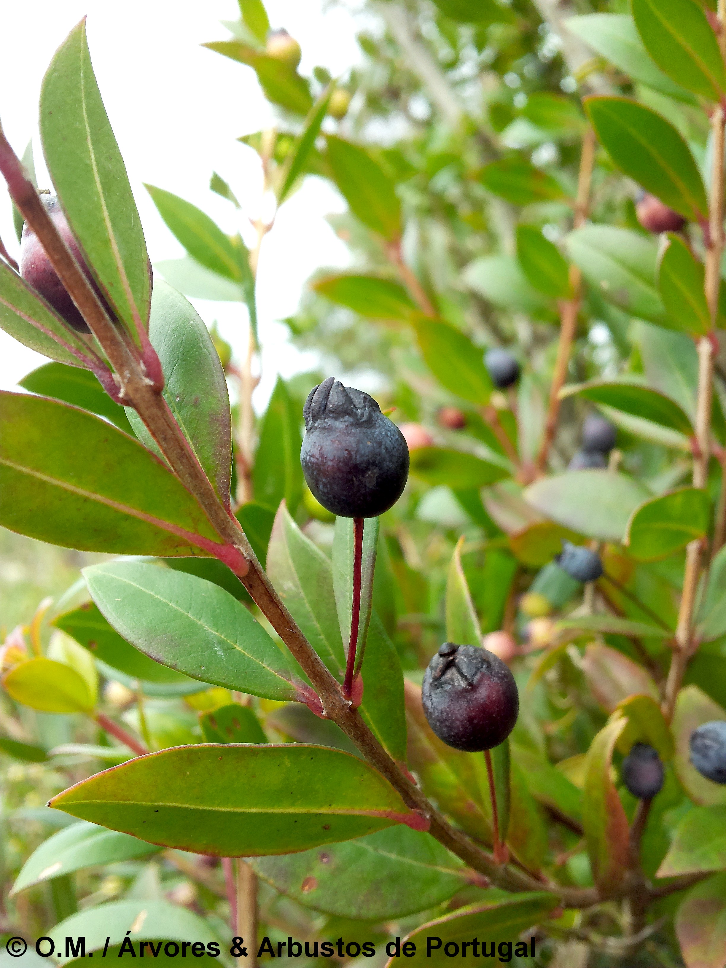 Myrtus communis - Murta - Árvores e Arbustos de Portugal