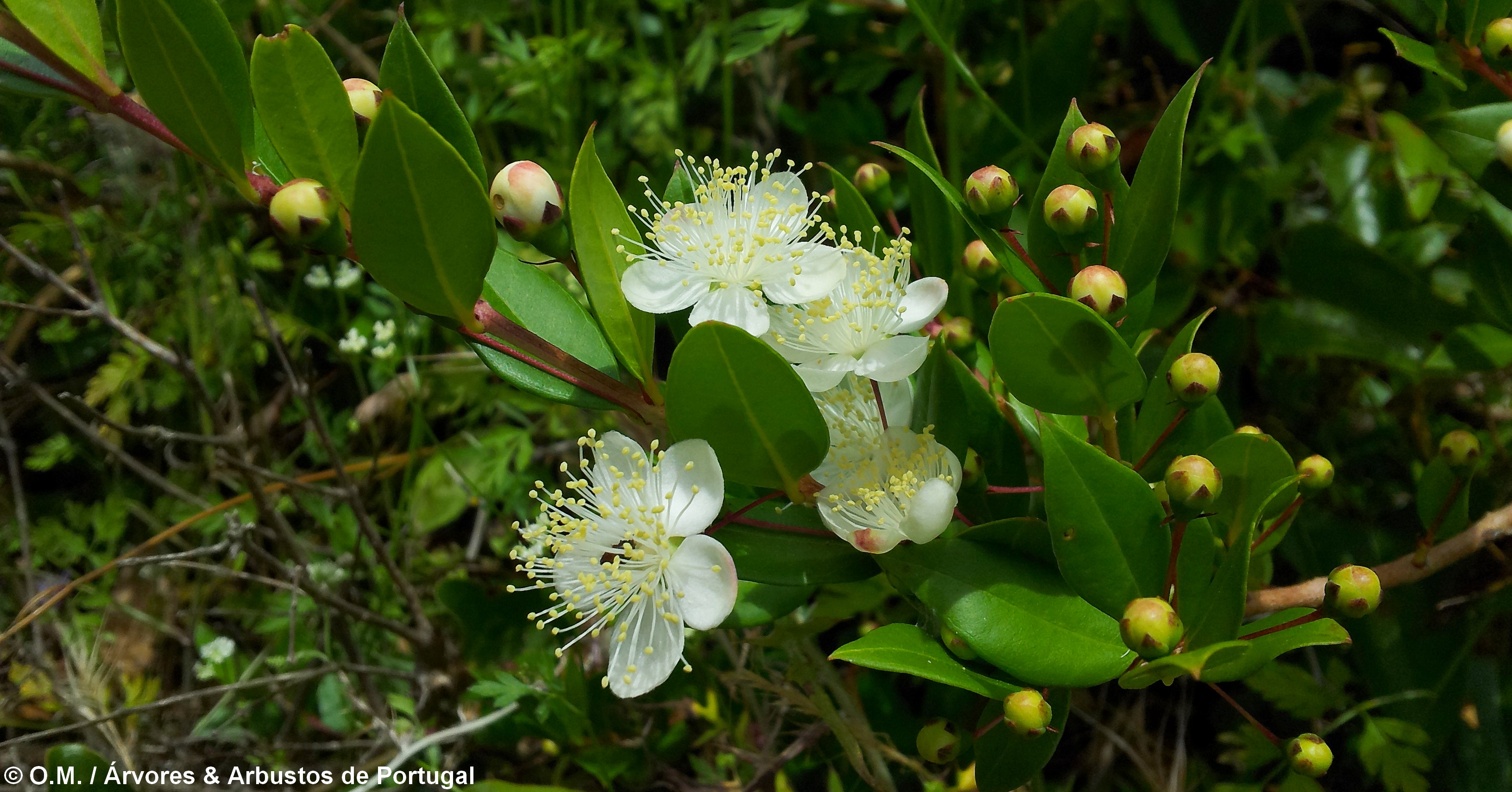 Myrtus communis - Murta - Árvores e Arbustos de Portugal