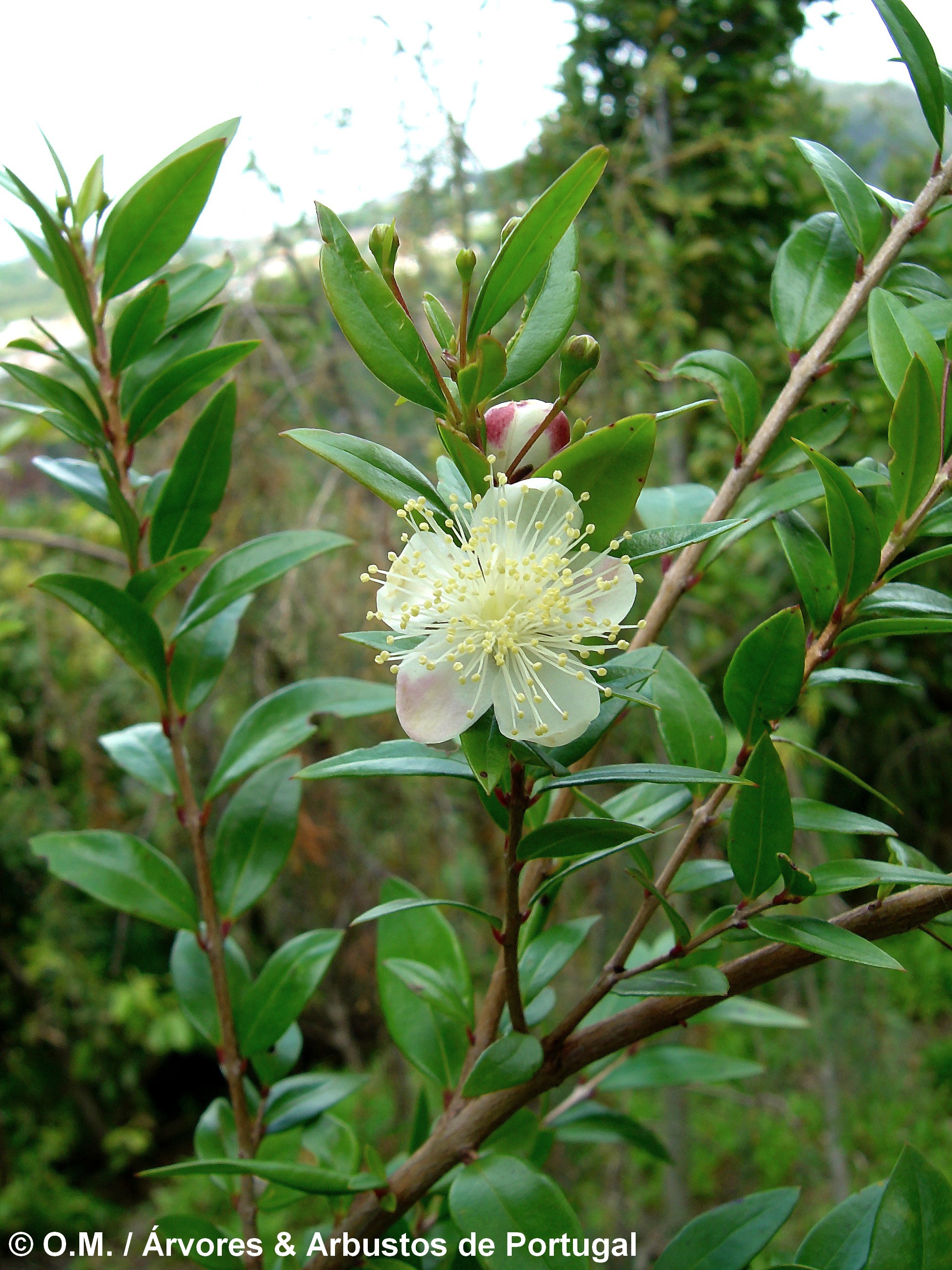 Myrtus communis - Murta - Árvores e Arbustos de Portugal