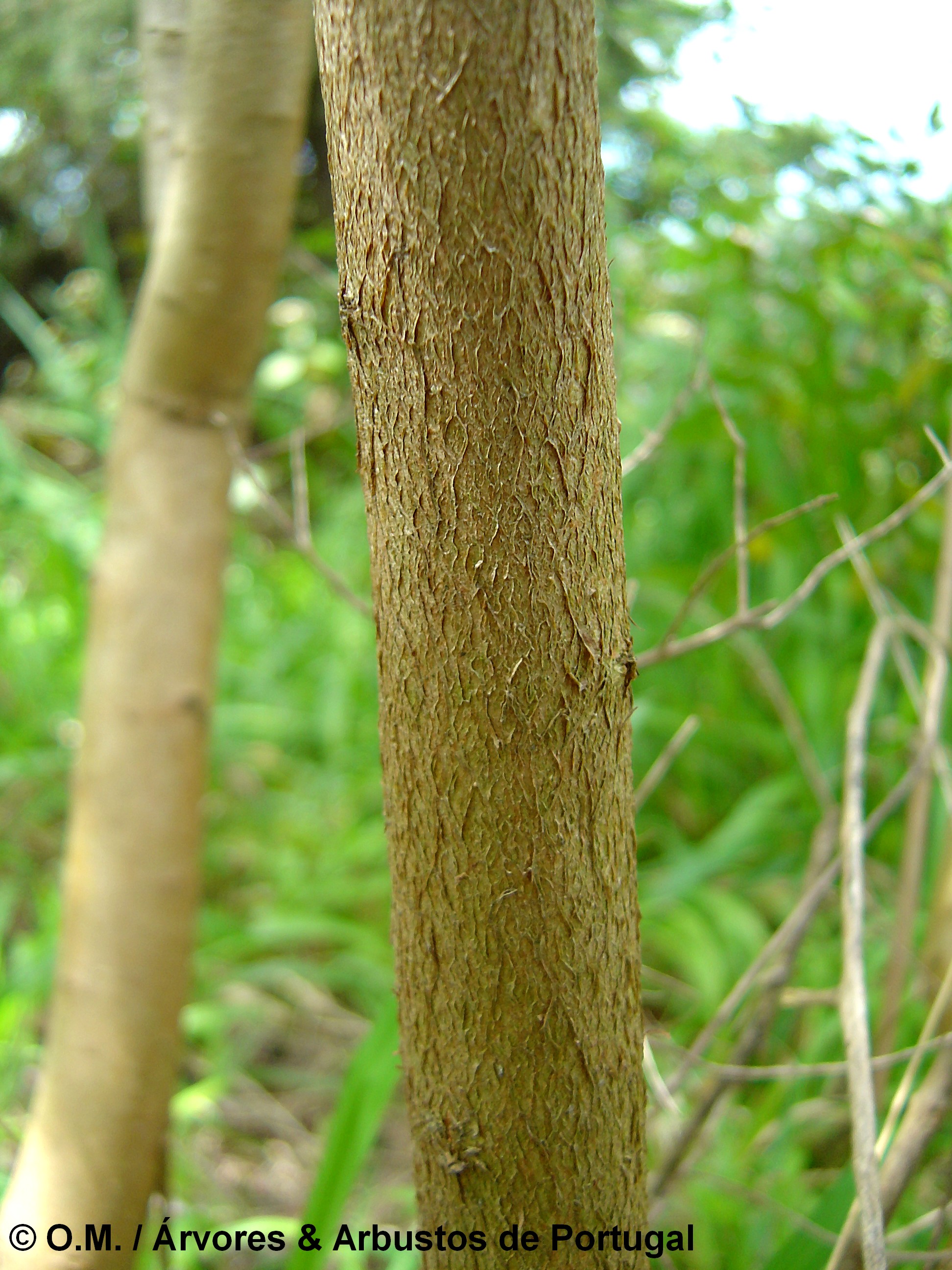 Myrtus communis - Murta - Árvores e Arbustos de Portugal