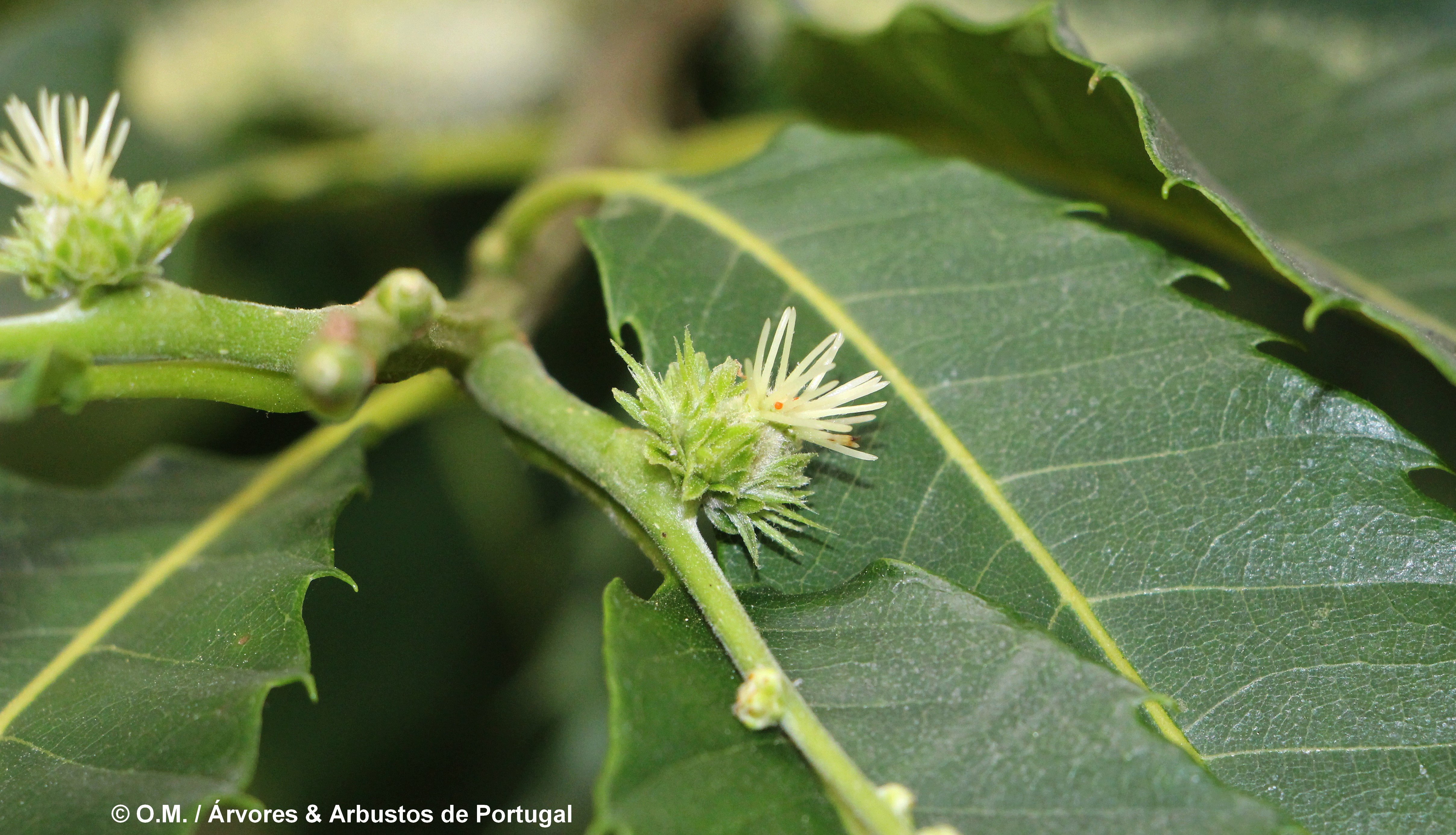 Castanea sativa - Castanheiro, Reboleiro - Árvores e Arbustos de Portugal